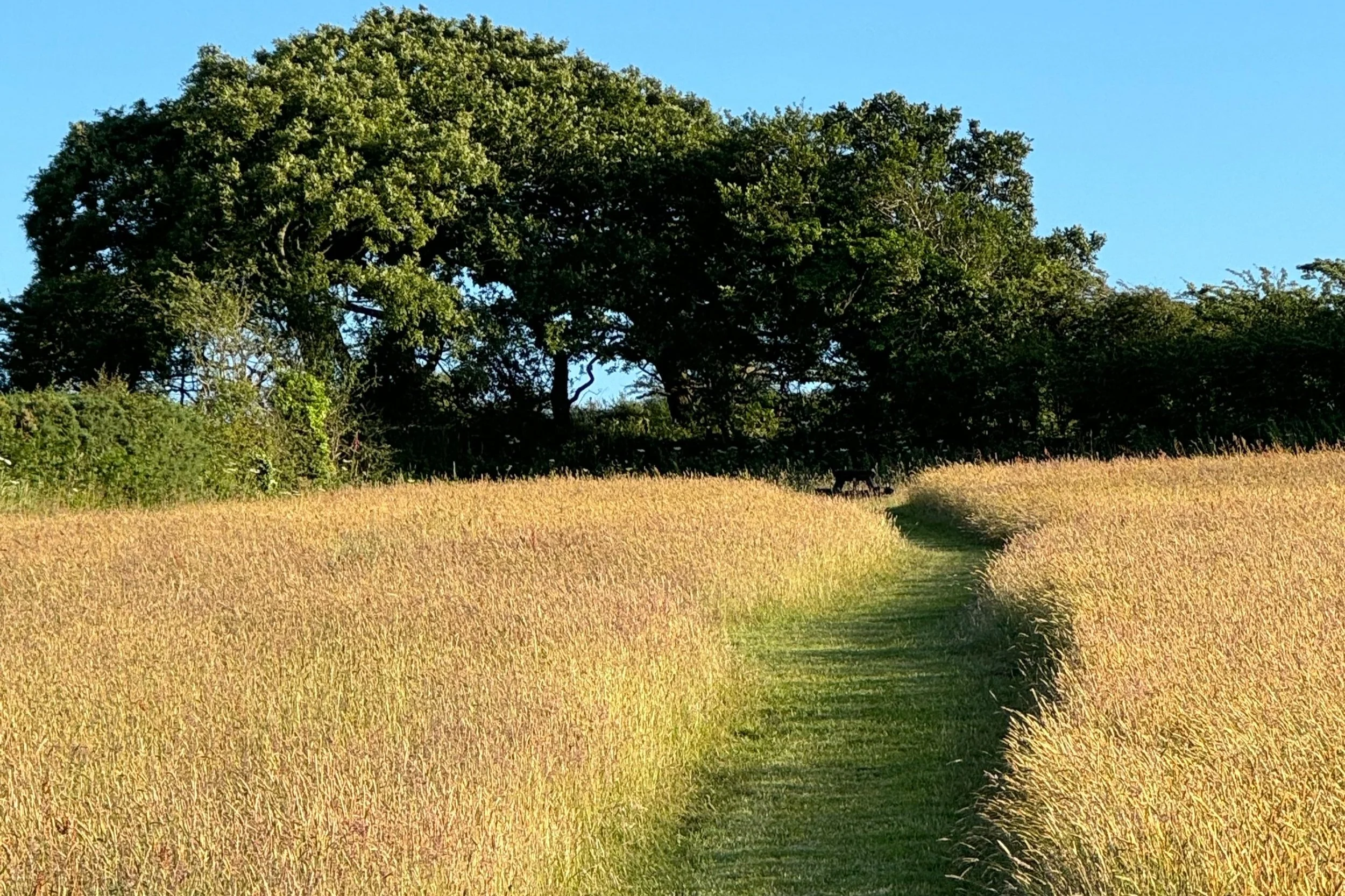 Best things to do in Cornwall in June 2025 — The Cornish Place