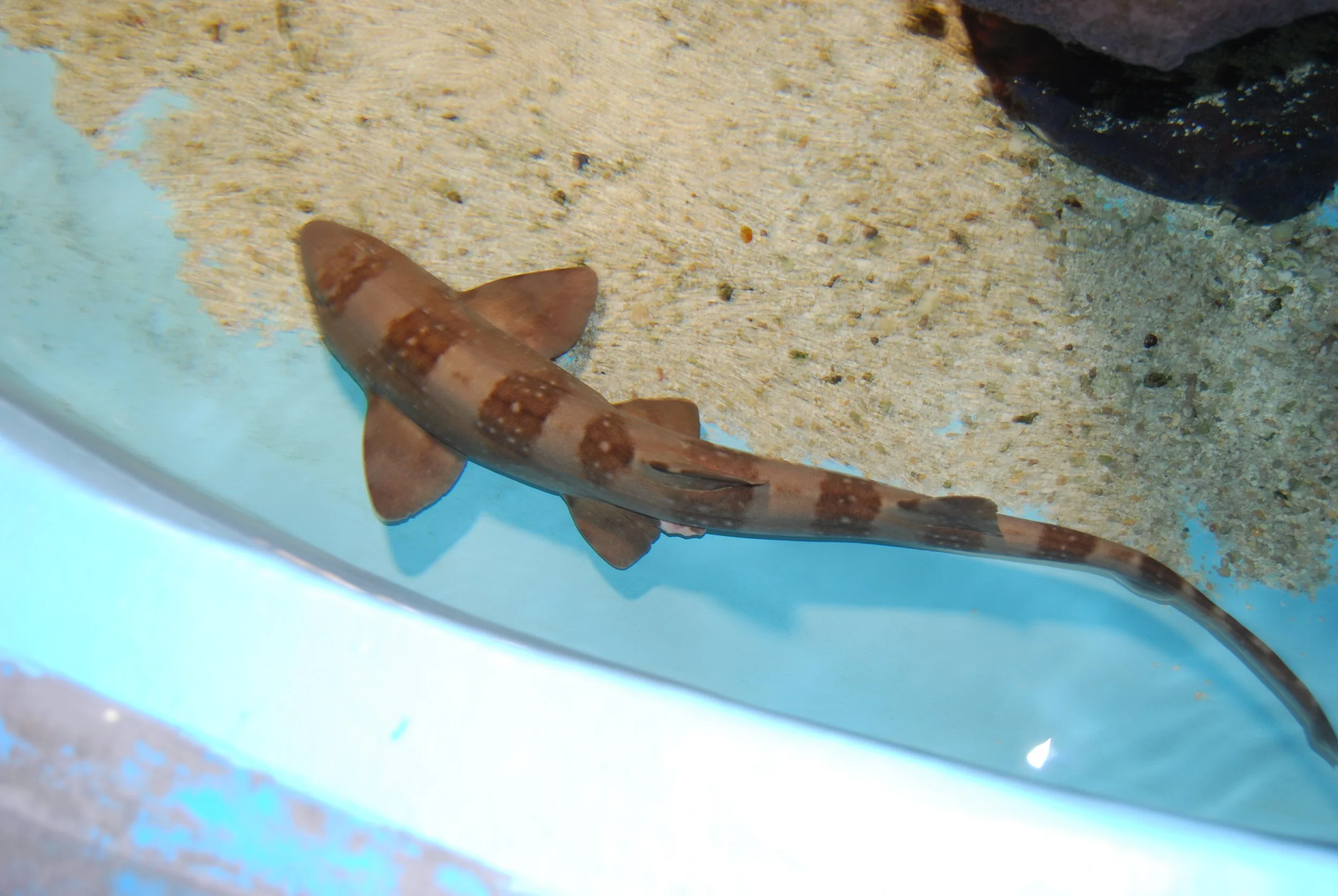 Can Sharks Be Kept In Home Aquariums? — RedFin Aquarium Design