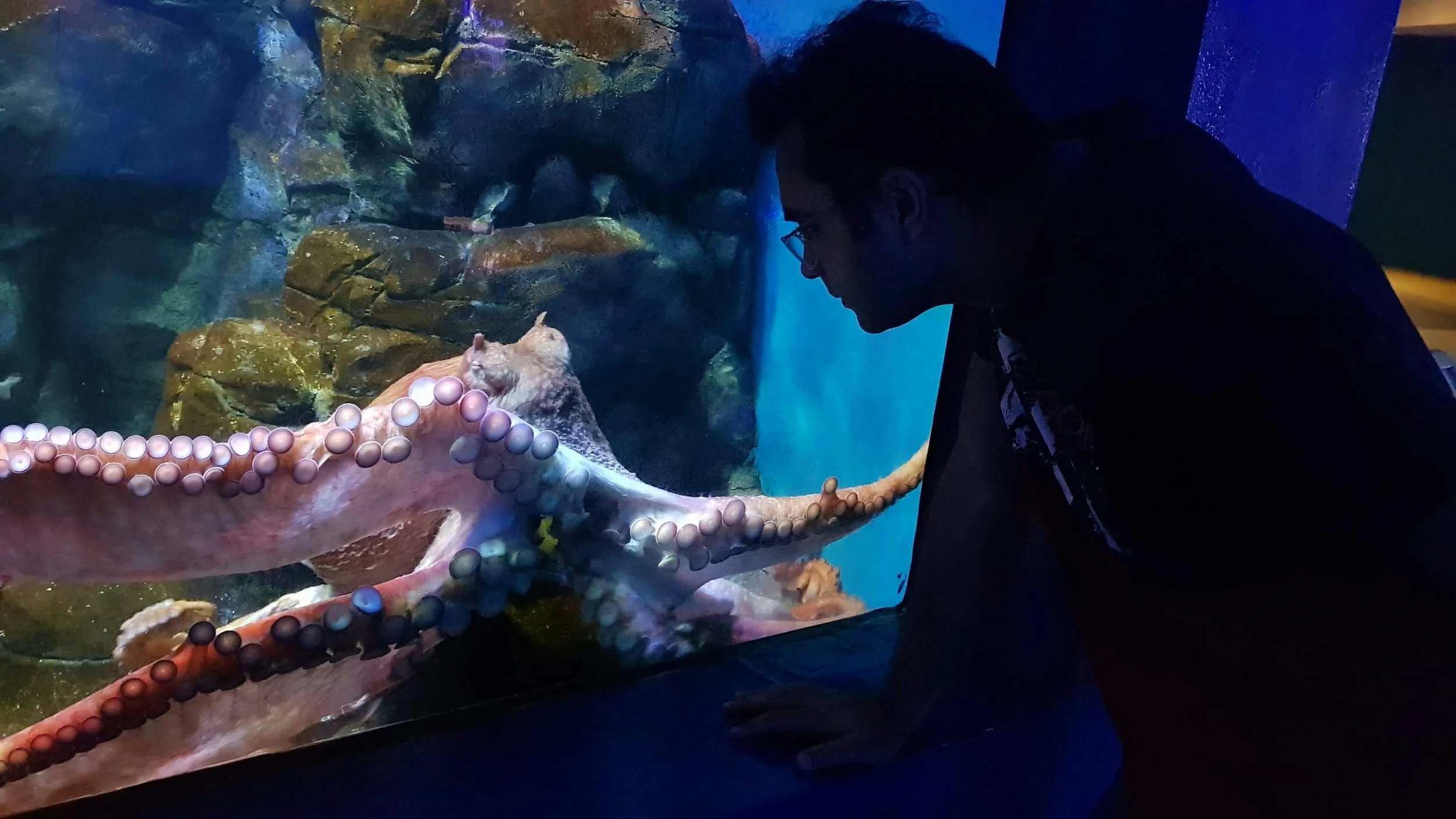 Can Octopuses be Kept in Home Aquariums? — RedFin Aquarium Design ...