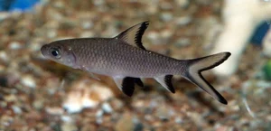 Can Sharks Be Kept In Home Aquariums? — RedFin Aquarium Design