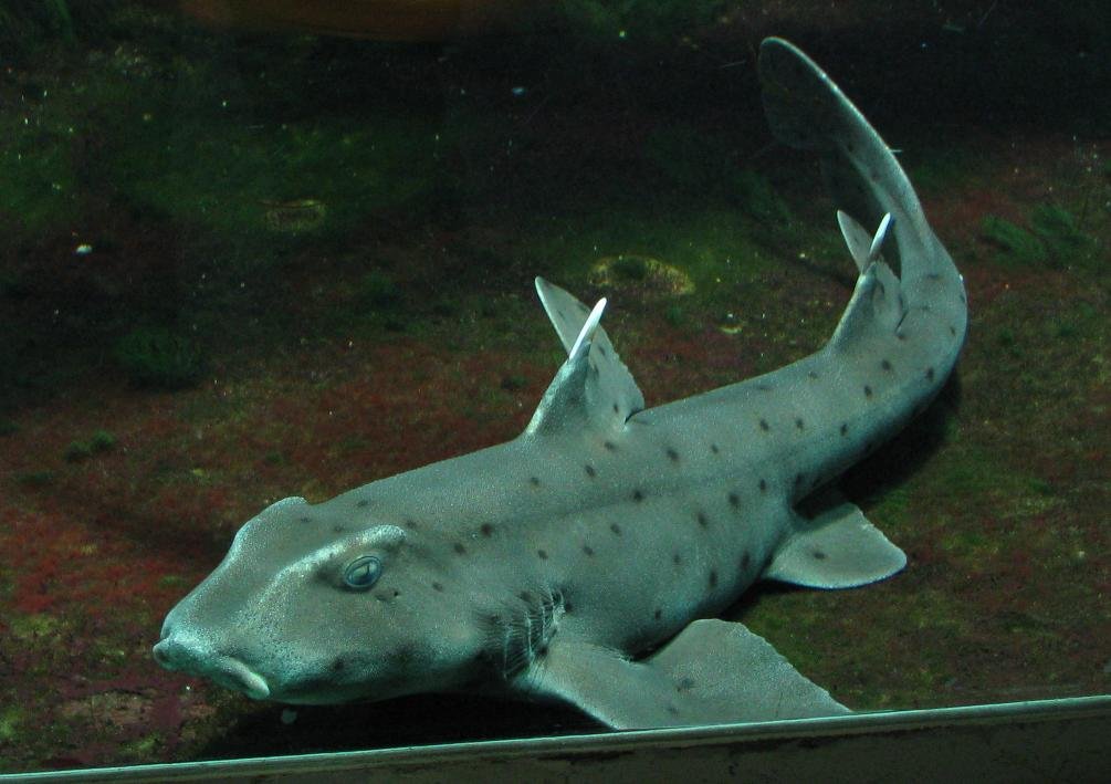 Can Sharks Be Kept In Home Aquariums? — RedFin Aquarium Design
