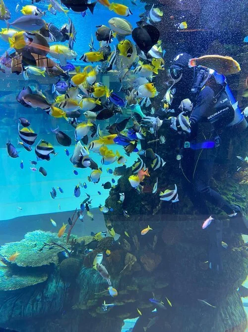 Aquarium Maintenance Services — RedFin Aquarium Design