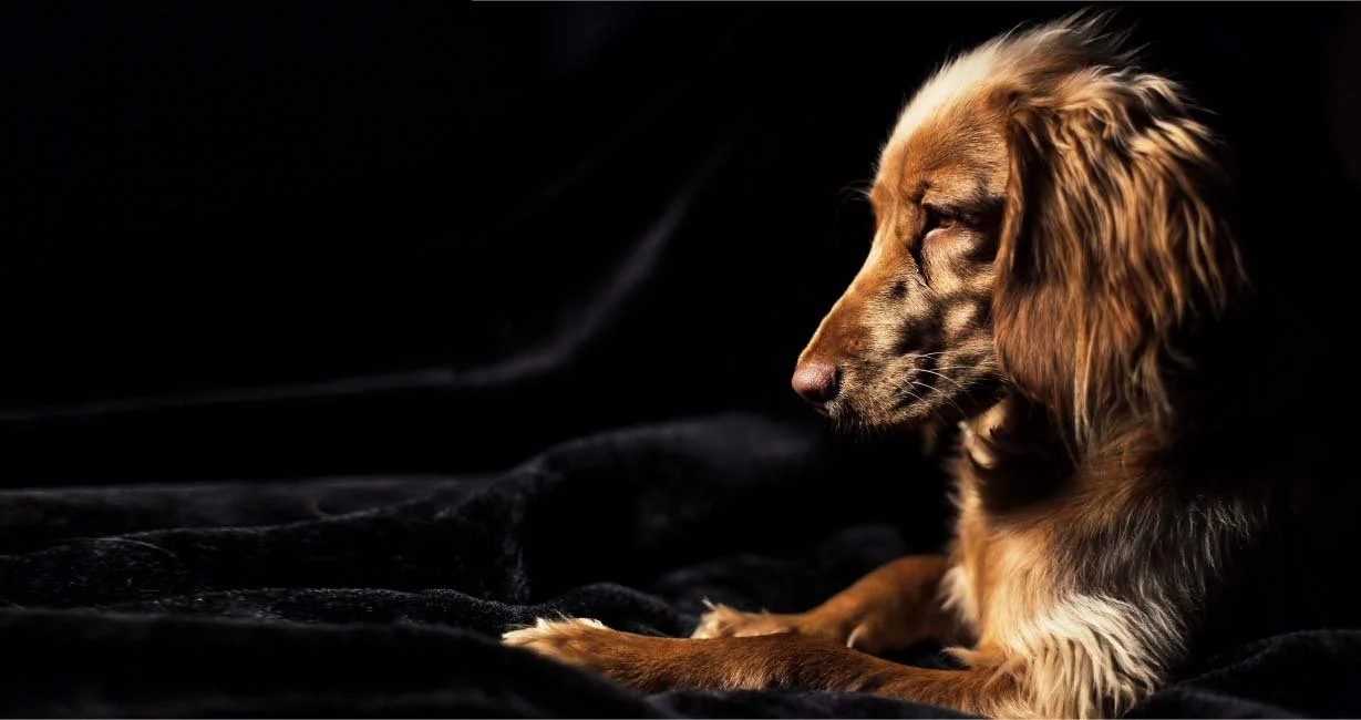 Services — Legacy Pet Crematorium