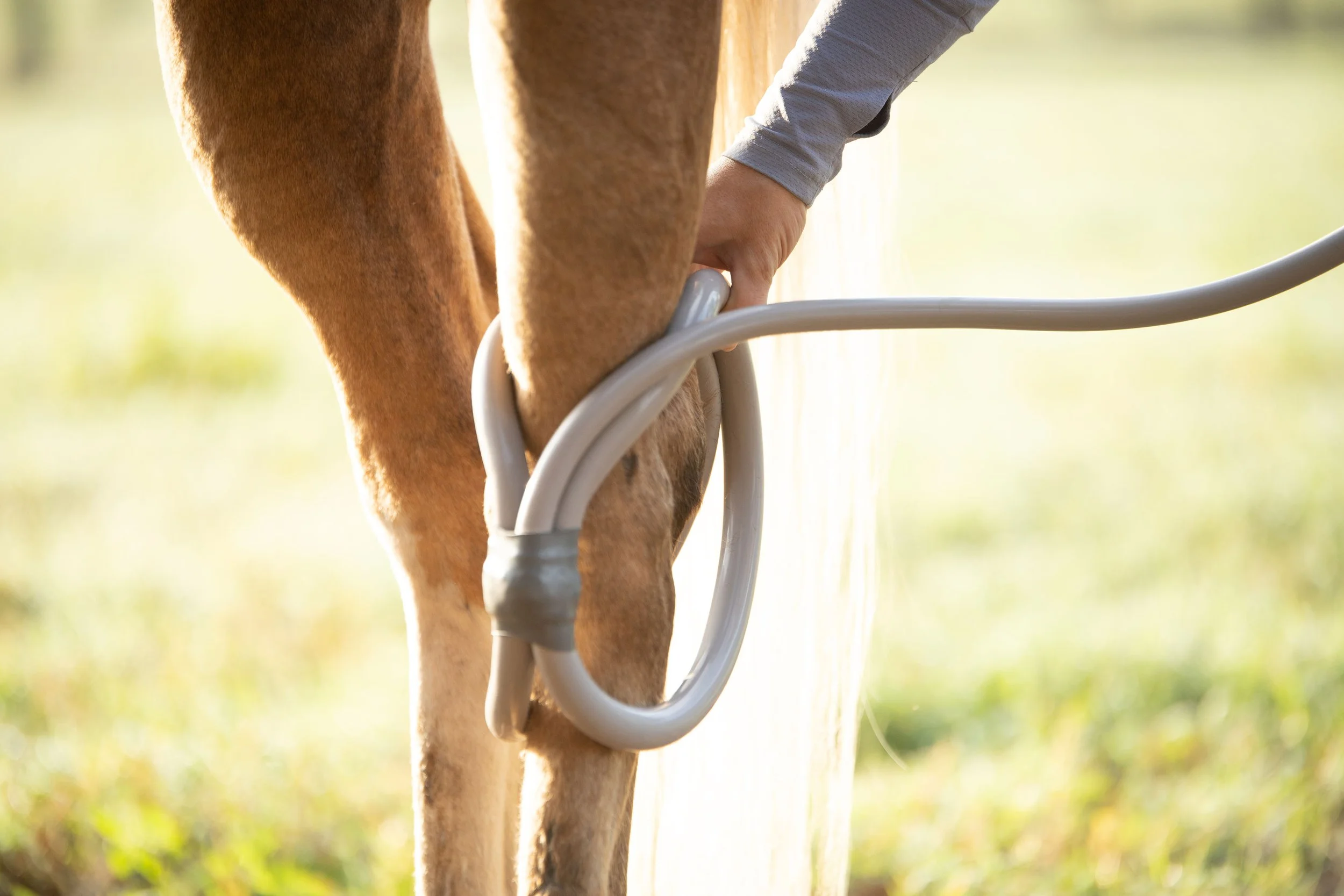 PEMF — Capall Therapy