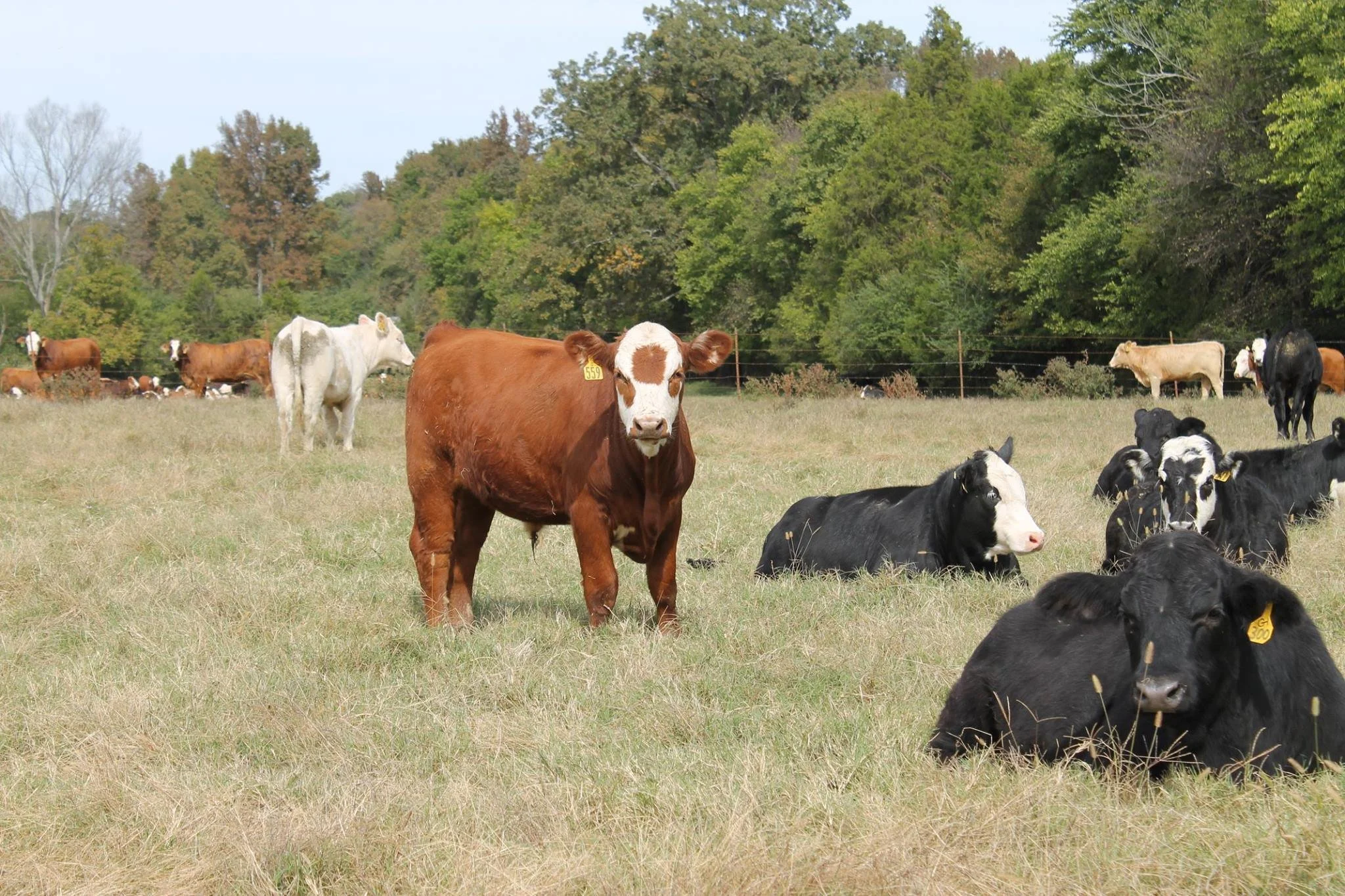 Contact — C3 Cattle Company