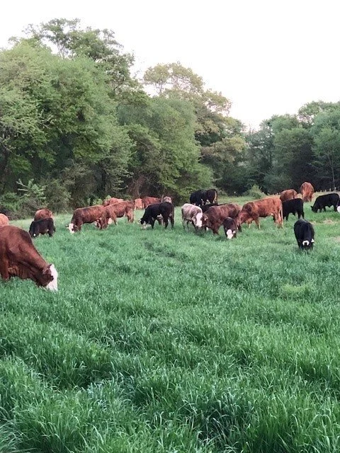 Practices — C3 Cattle Company