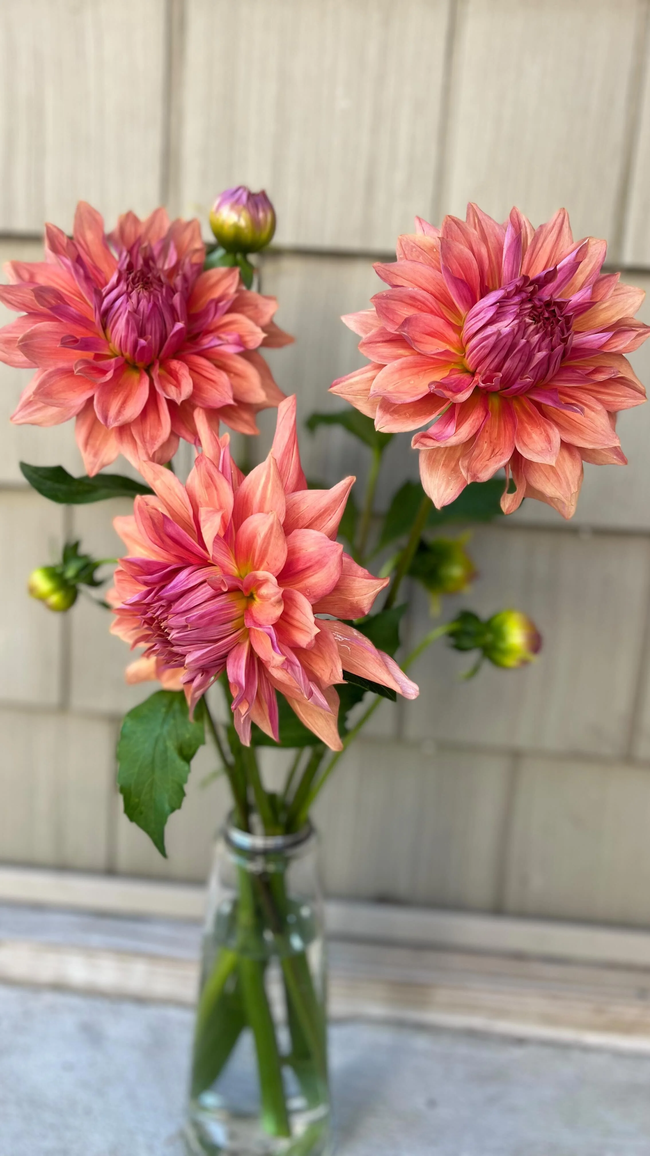 Brookfield Blooms