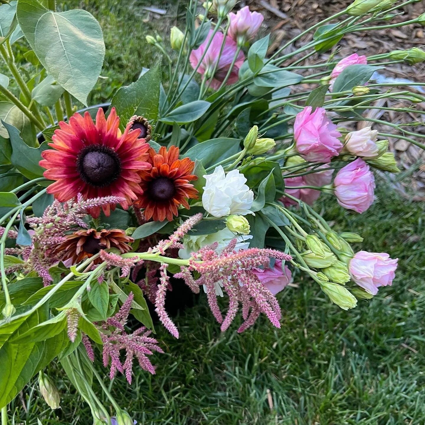 Brookfield Blooms