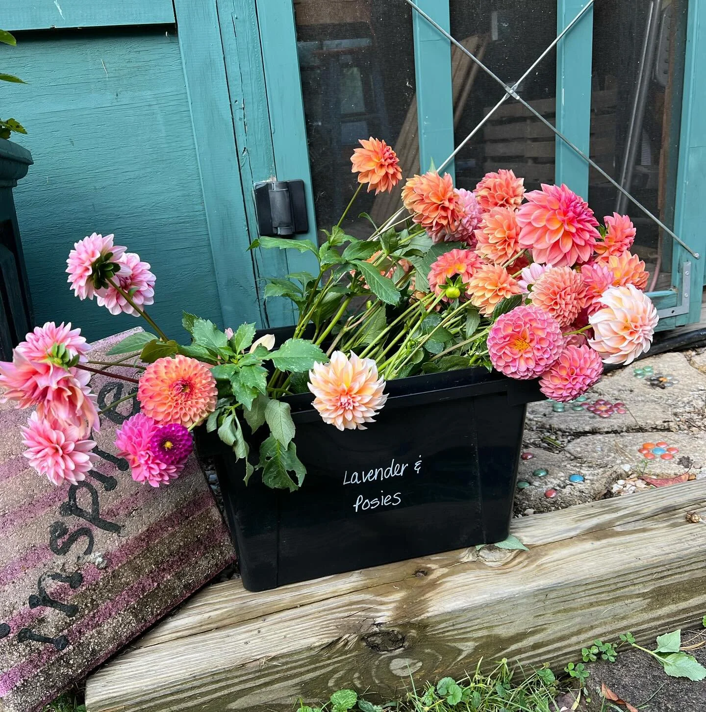 Brookfield Blooms