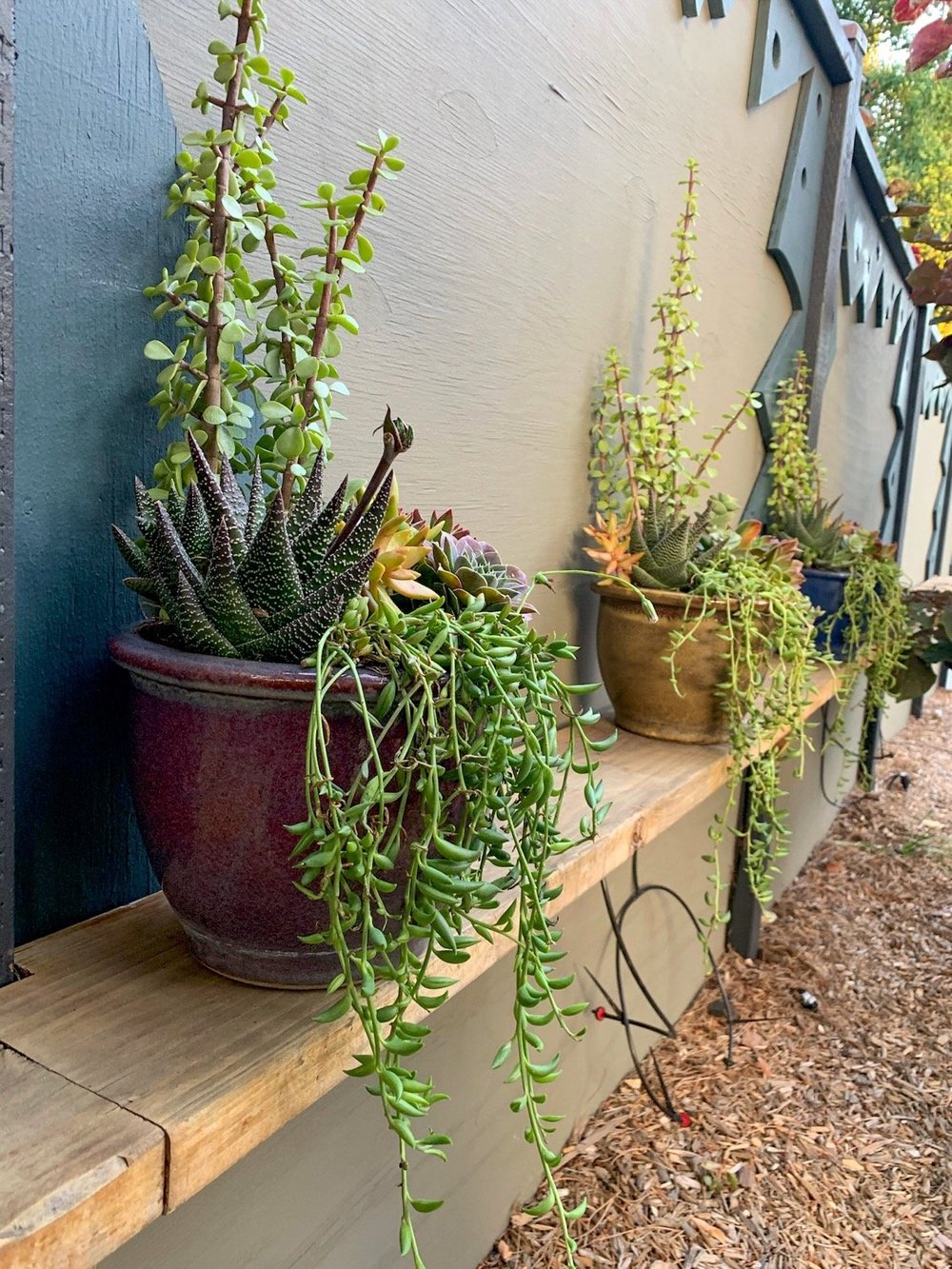 Container Gardening — Artful Succulents