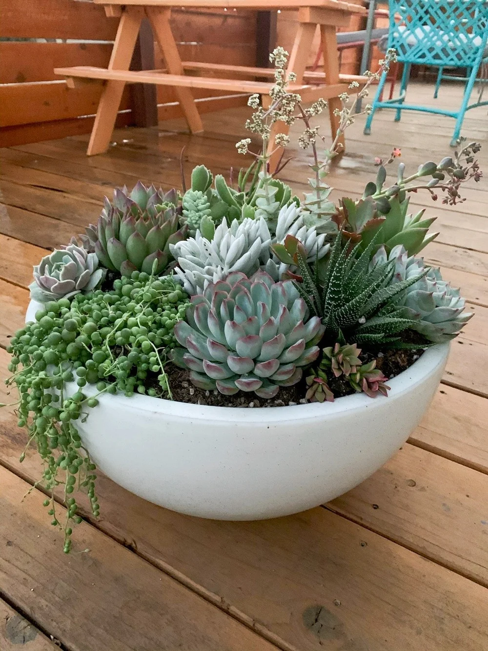 Container Gardening — Artful Succulents