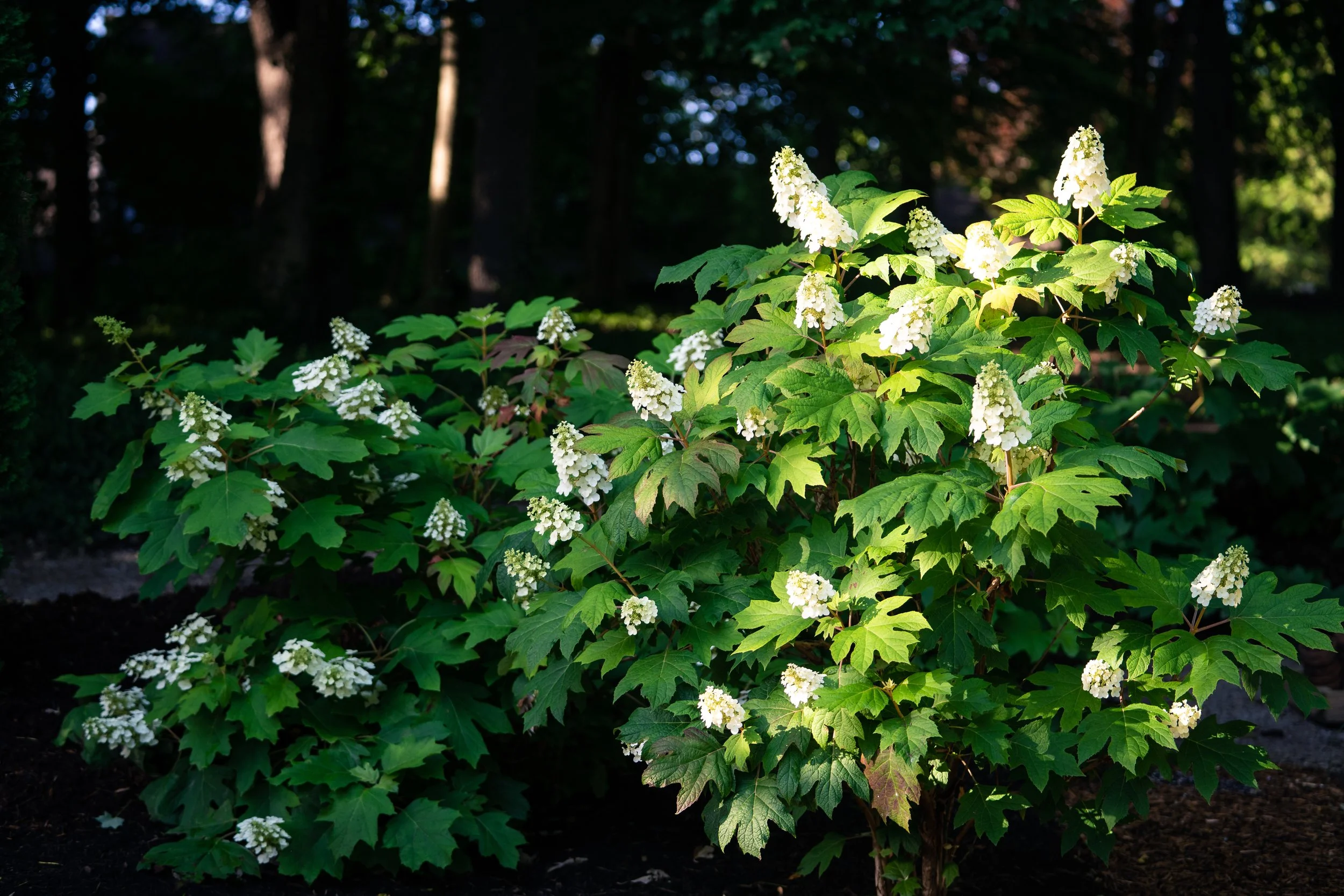 What Are Hydrangeas: How to Plant & How to Care For Hydrangeas — Wilson ...