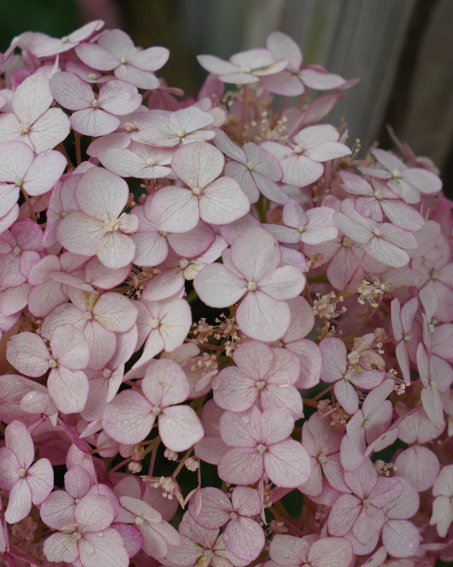 What Are Hydrangeas: How to Plant & How to Care For Hydrangeas — Wilson ...