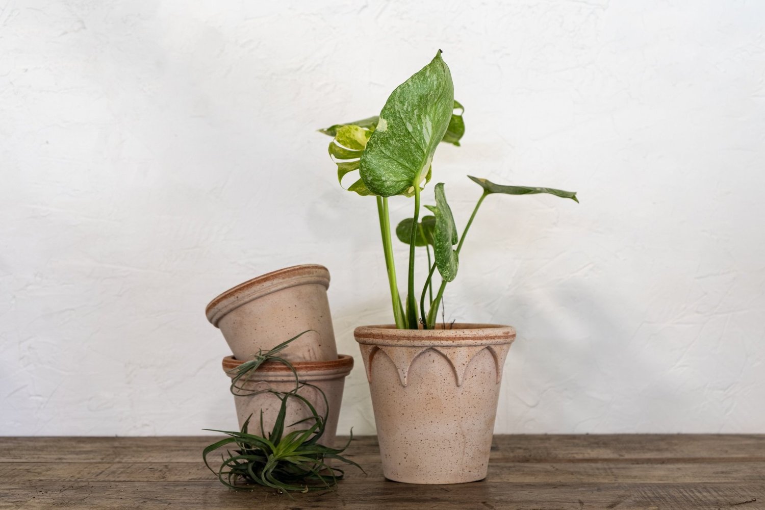 shop — Wilson Plant Co