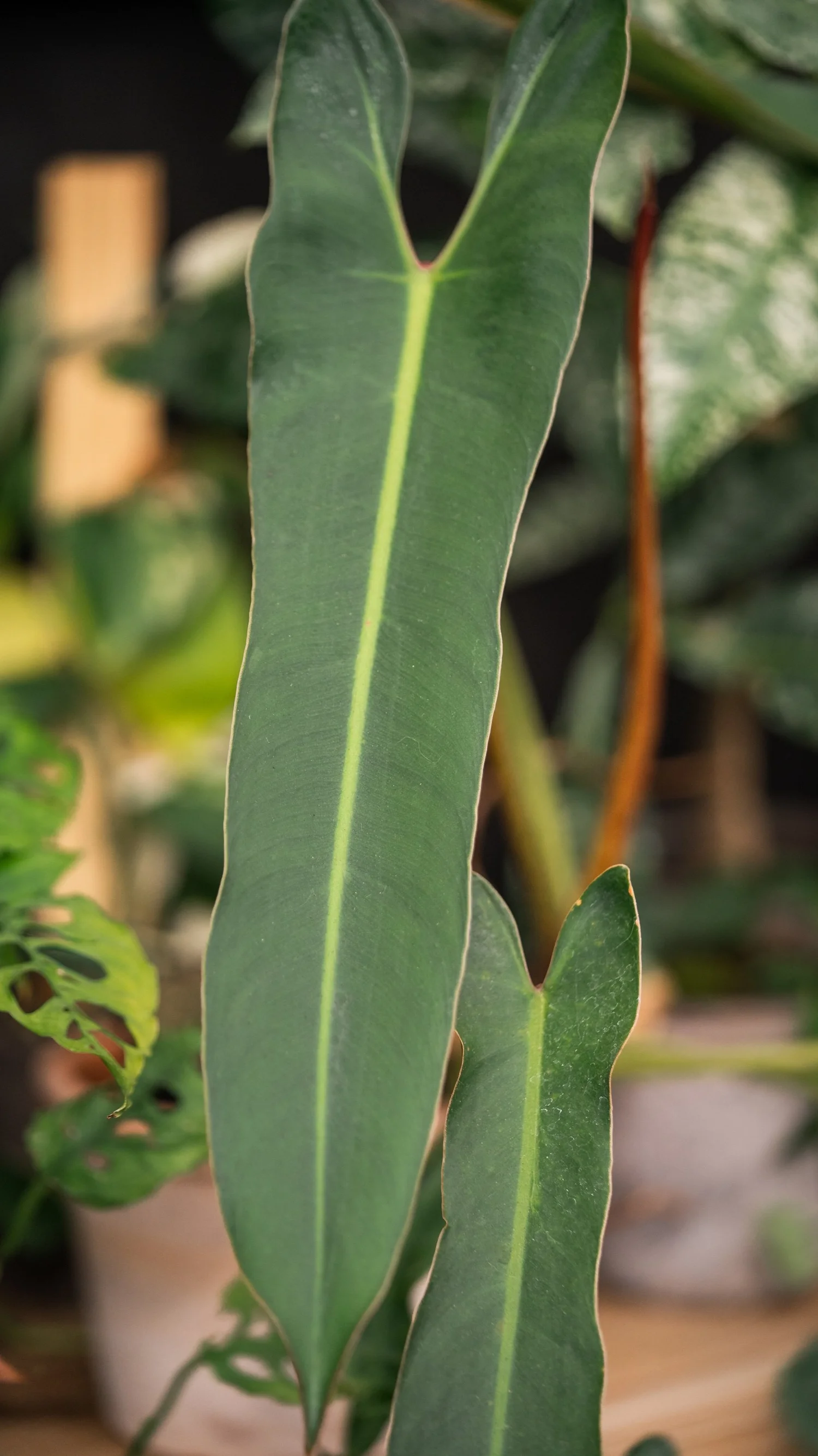 shop — Wilson Plant Co