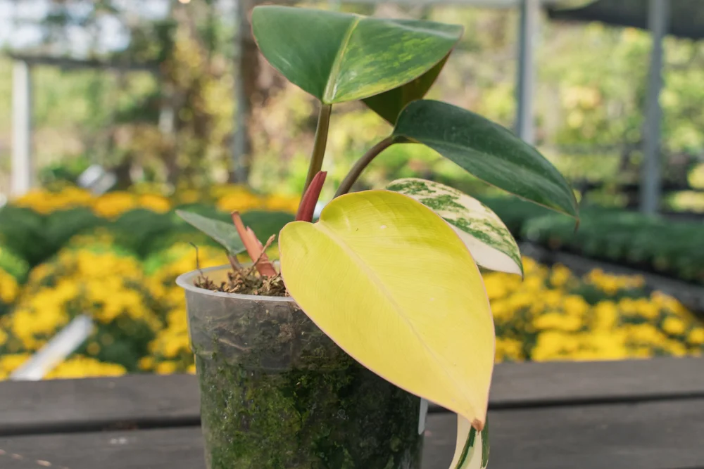Philodendron Spiritus Sancti — Wilson Plant Co