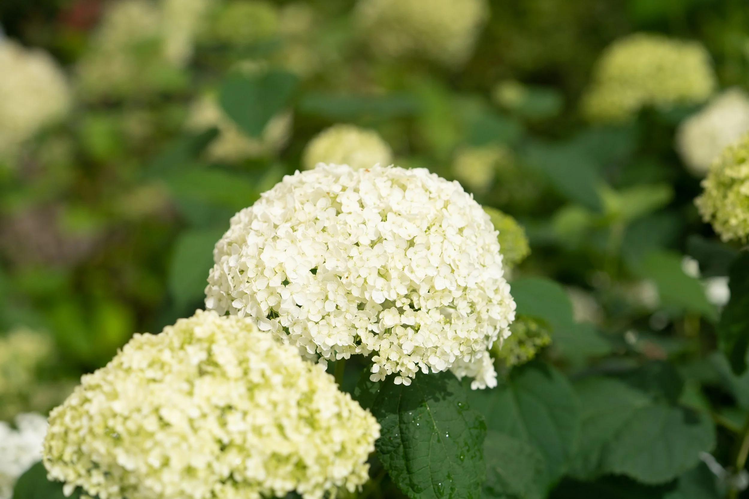 Our Plants — Wilson Plant Co
