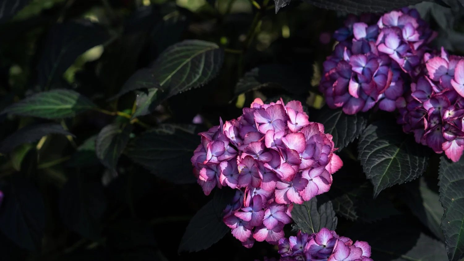 What Are Hydrangeas: How to Plant & How to Care For Hydrangeas — Wilson ...