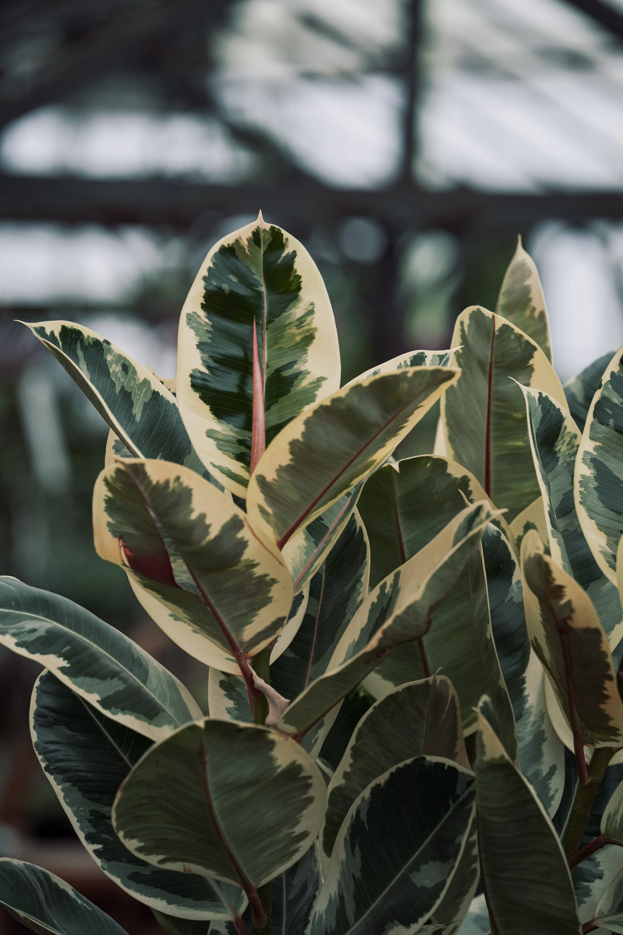 Kentucky's Plant Co.