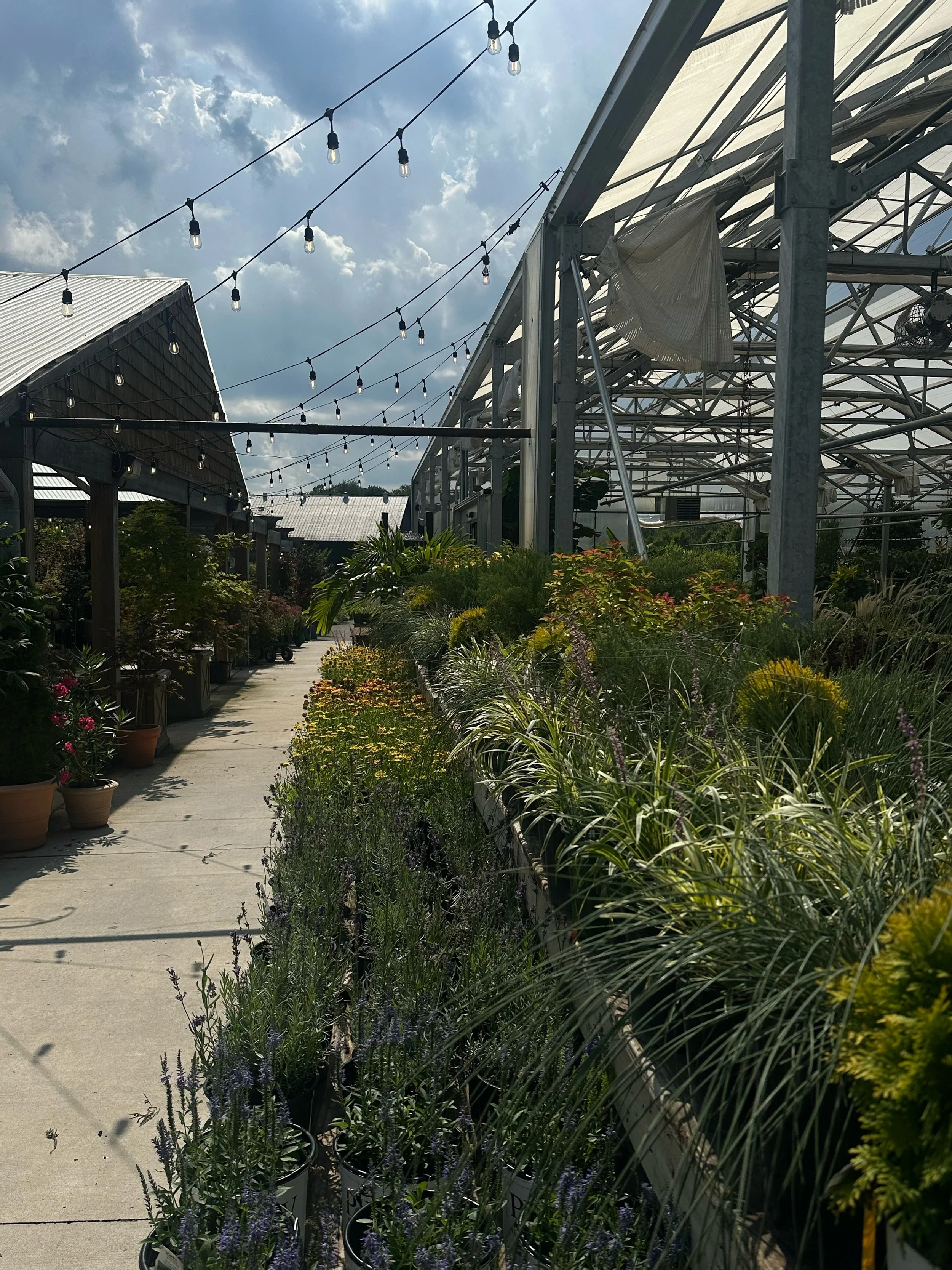 Lexington Nursery — Wilson Plant Co