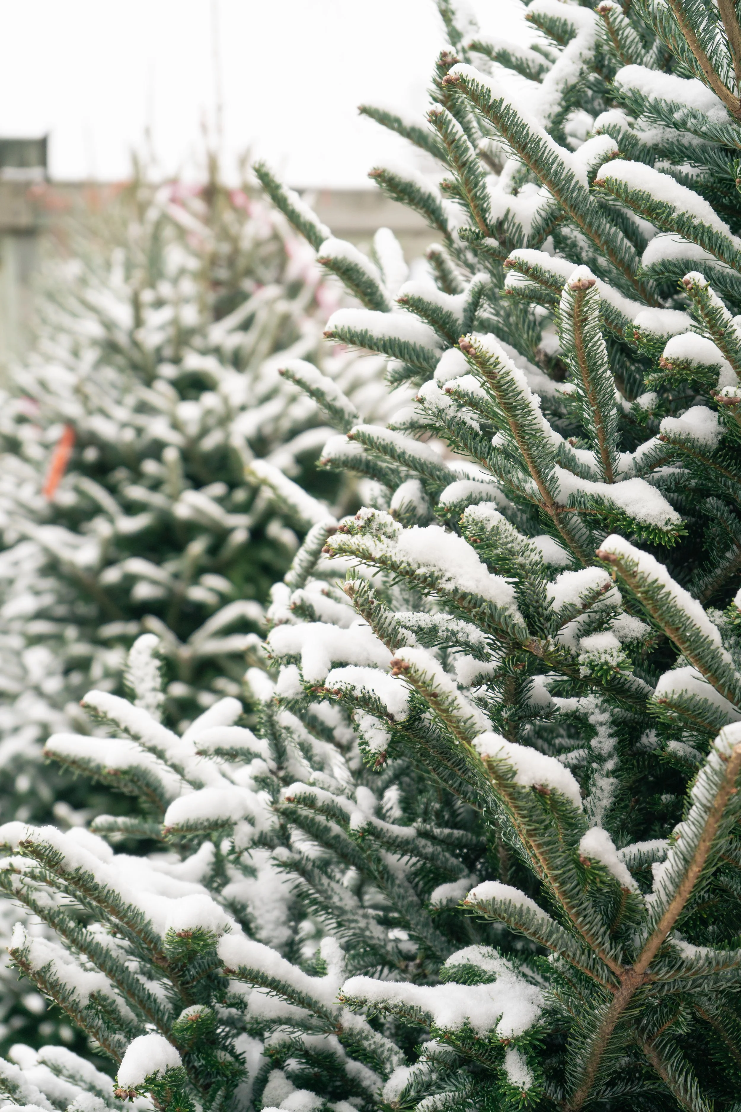 real tree = real christmas — Wilson Plant Co