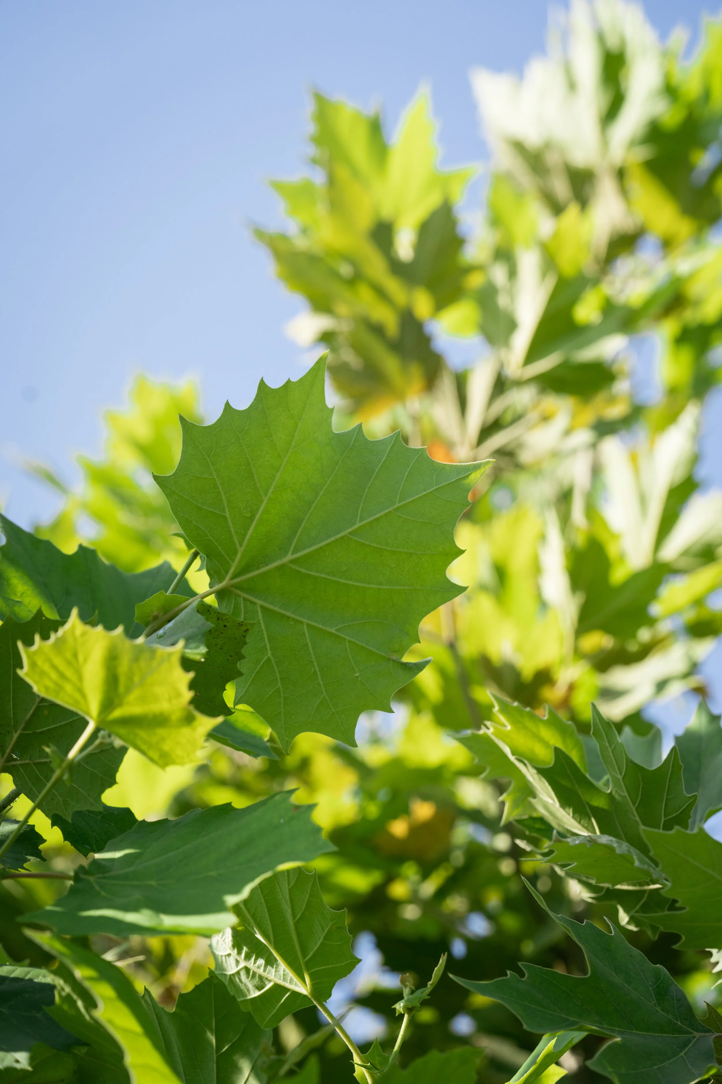 Our Plants — Wilson Plant Co