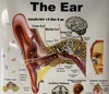 Understanding The Vestibular System: The System That We All Have And ...