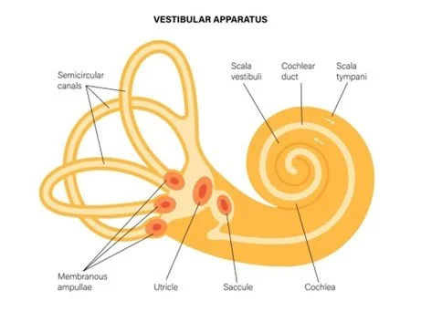 Why Rolling Over In Bed Can Make You Dizzy – Understanding Vertigo ...
