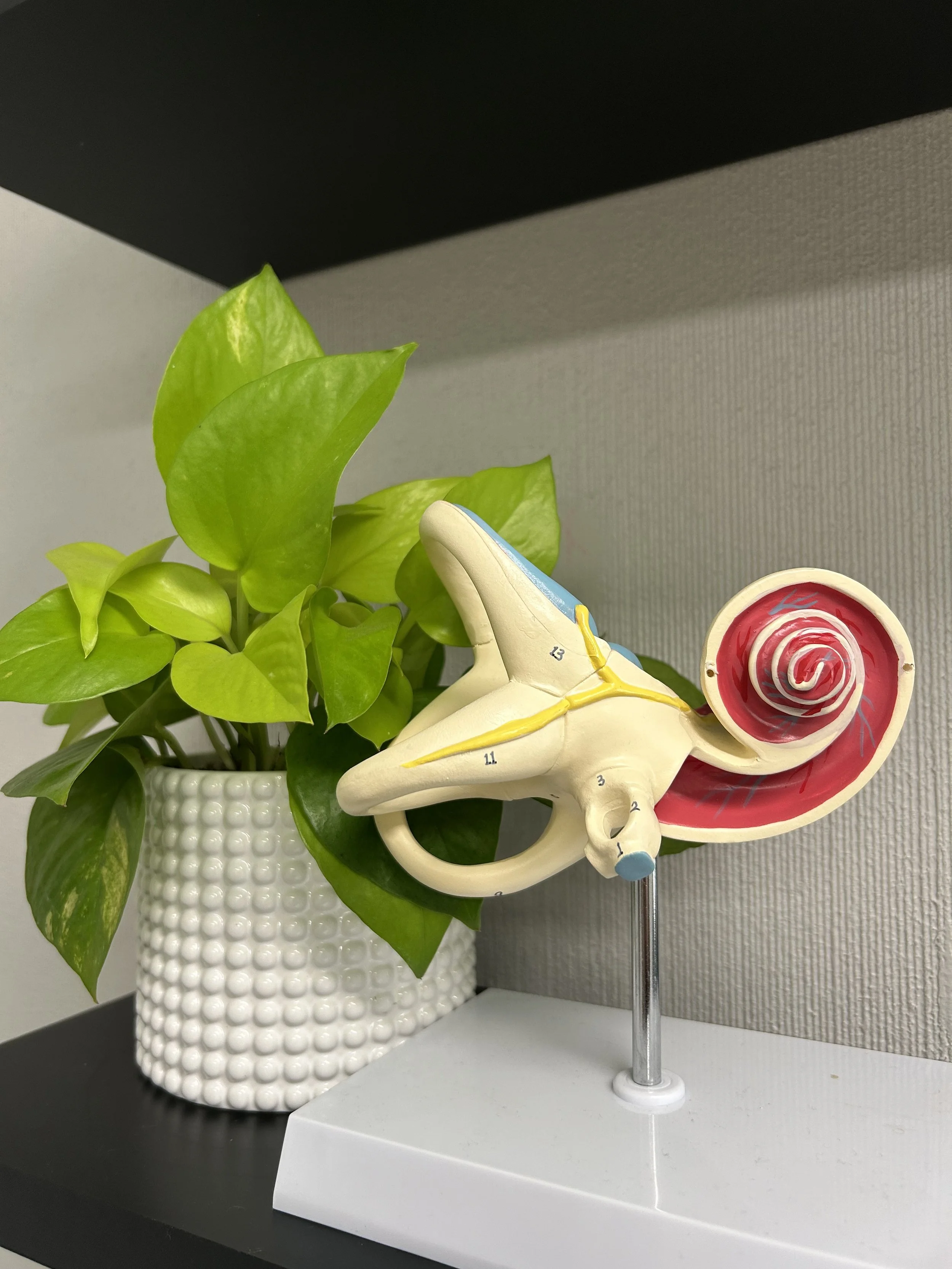 What is positional vertigo, aka, BPPV? Let’s learn how to conquer it ...