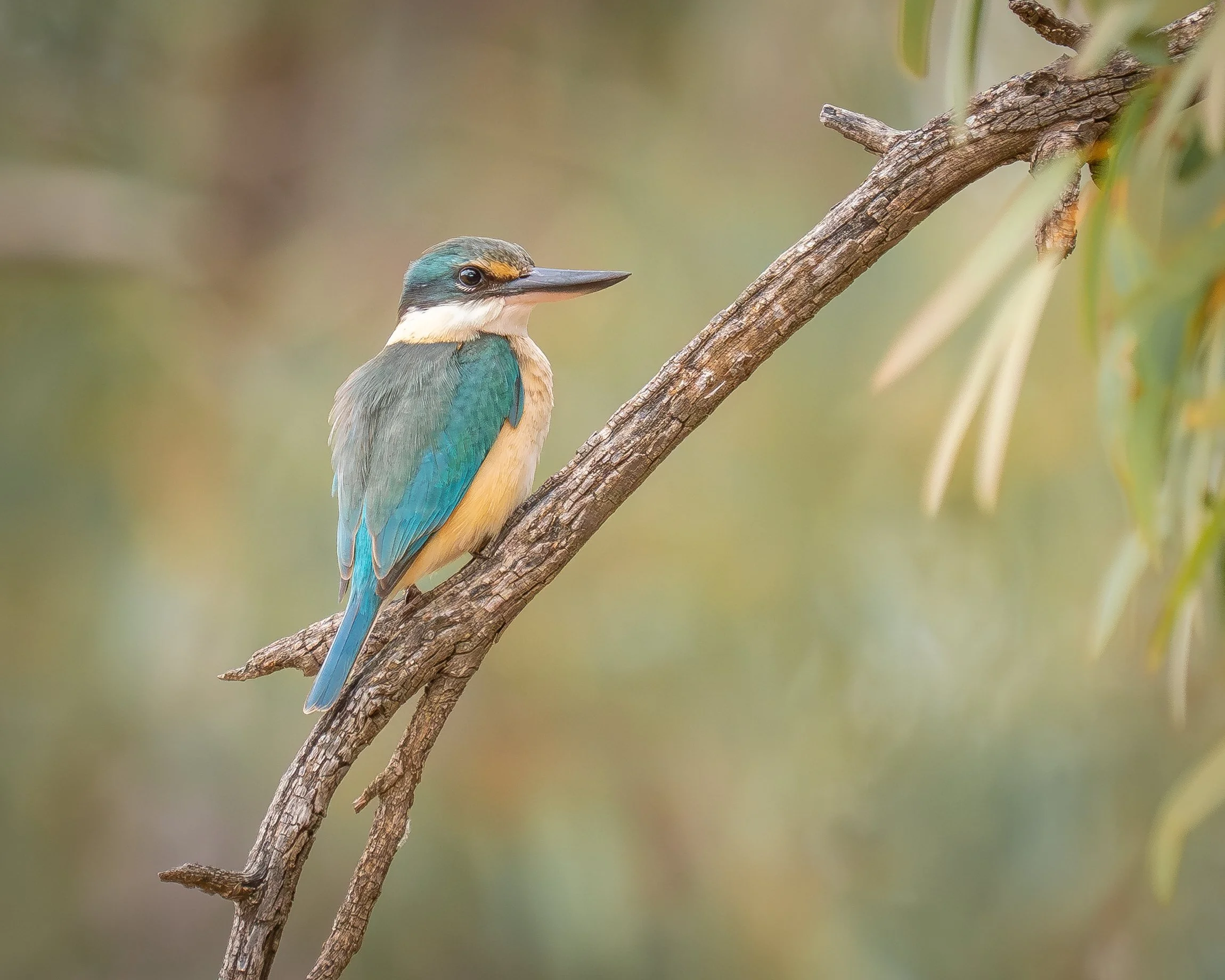 Wildlife Photography