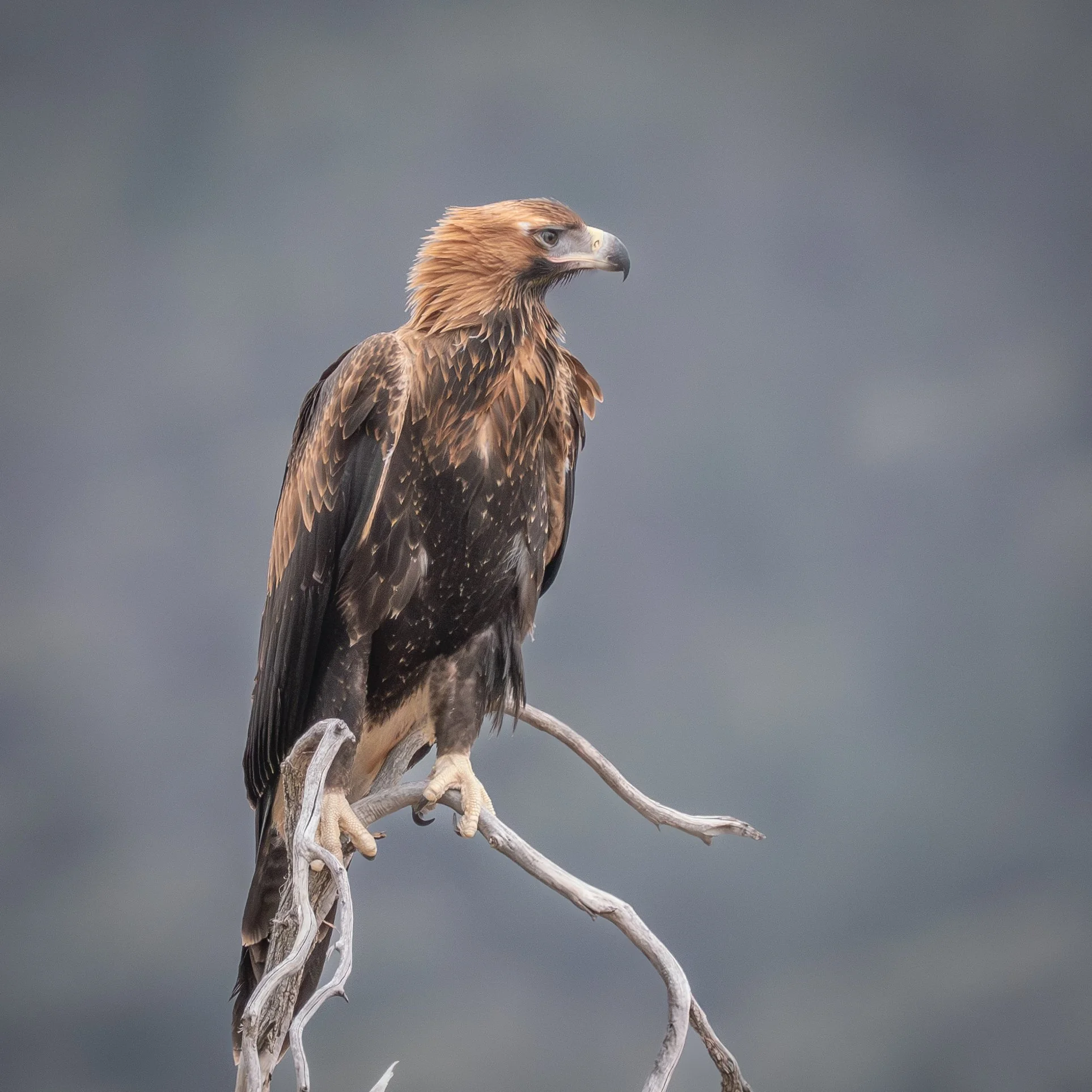 Wildlife Photography