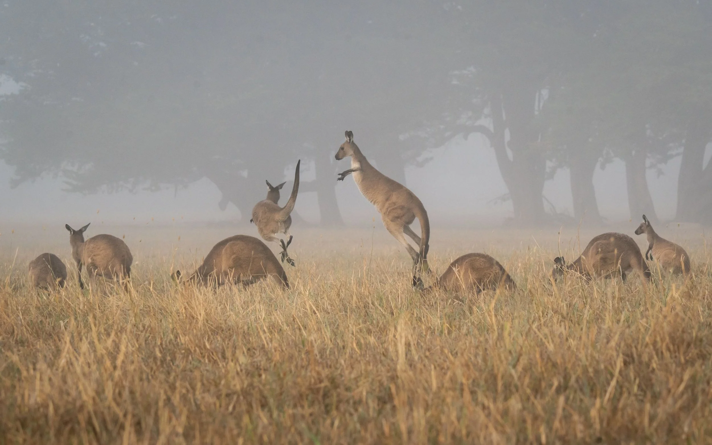 Scott Lawrance Photography