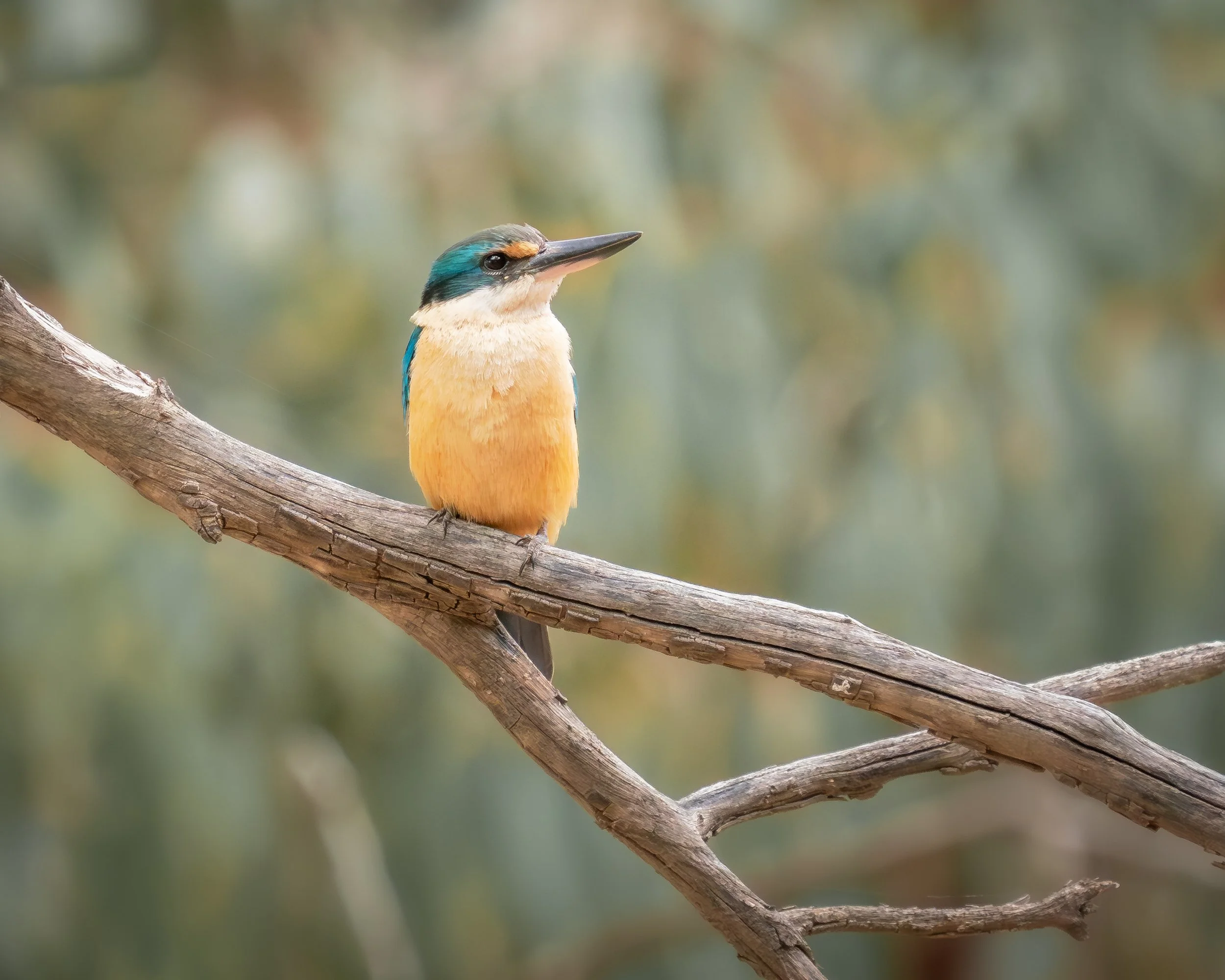 Wildlife Photography