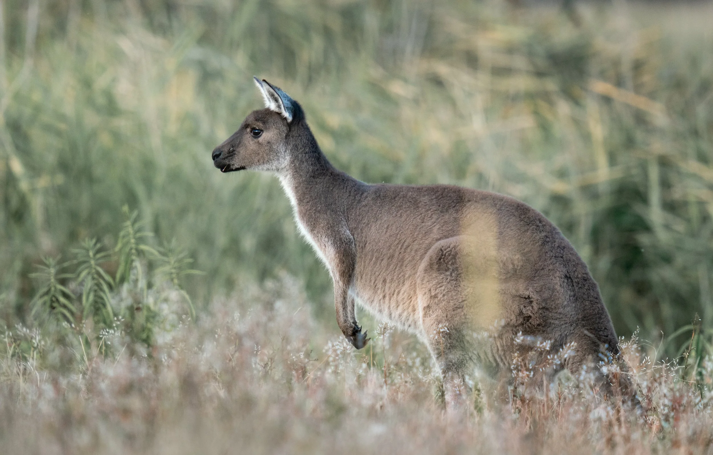 Wildlife Photography