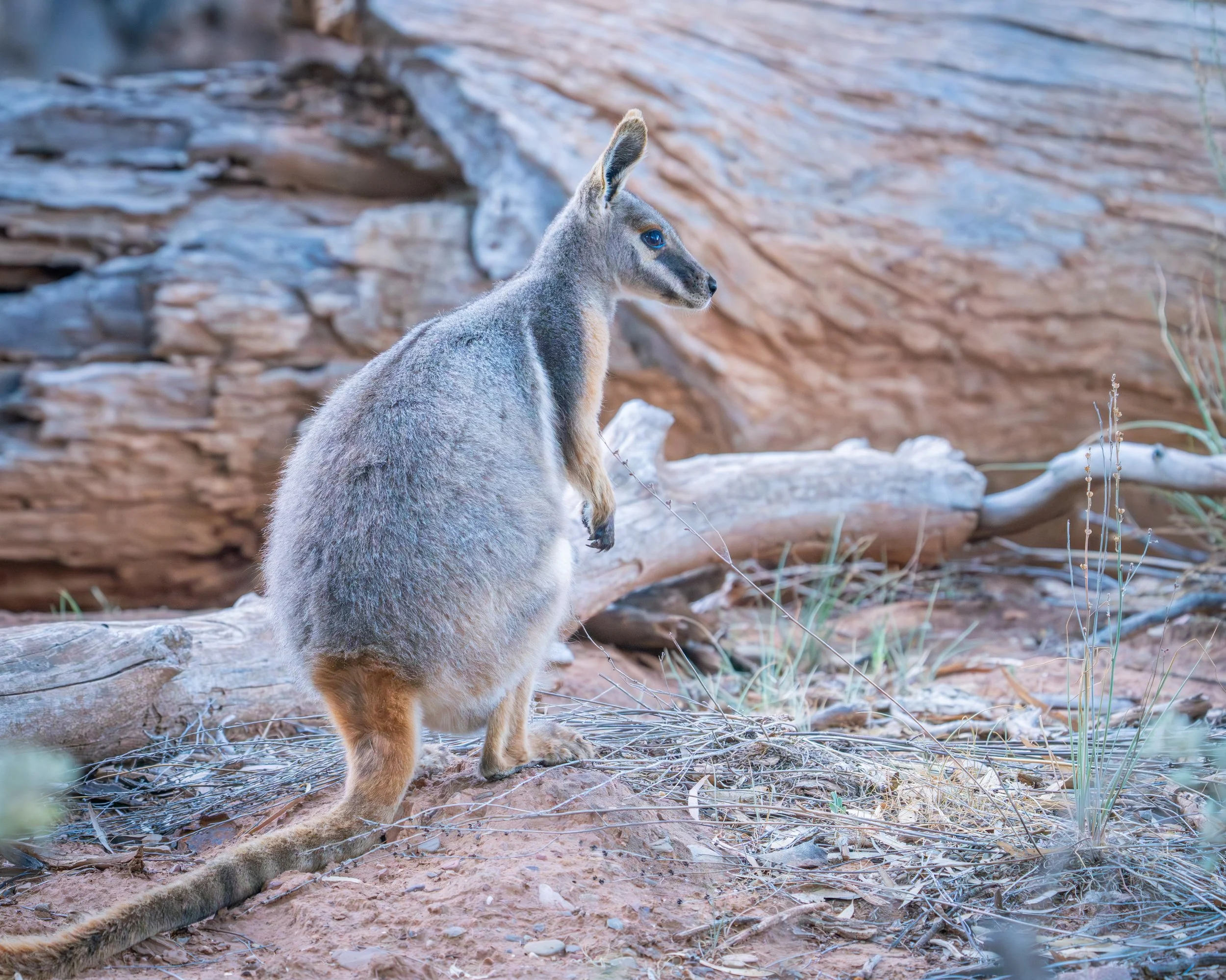 Wildlife Photography