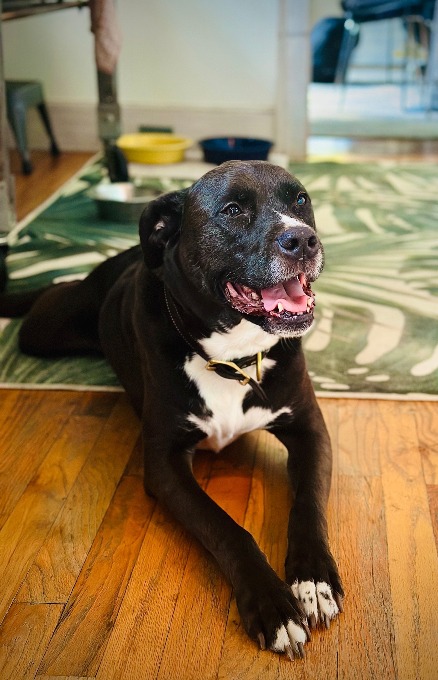 About — The Velvet Hippo | Downtown Durham, NC