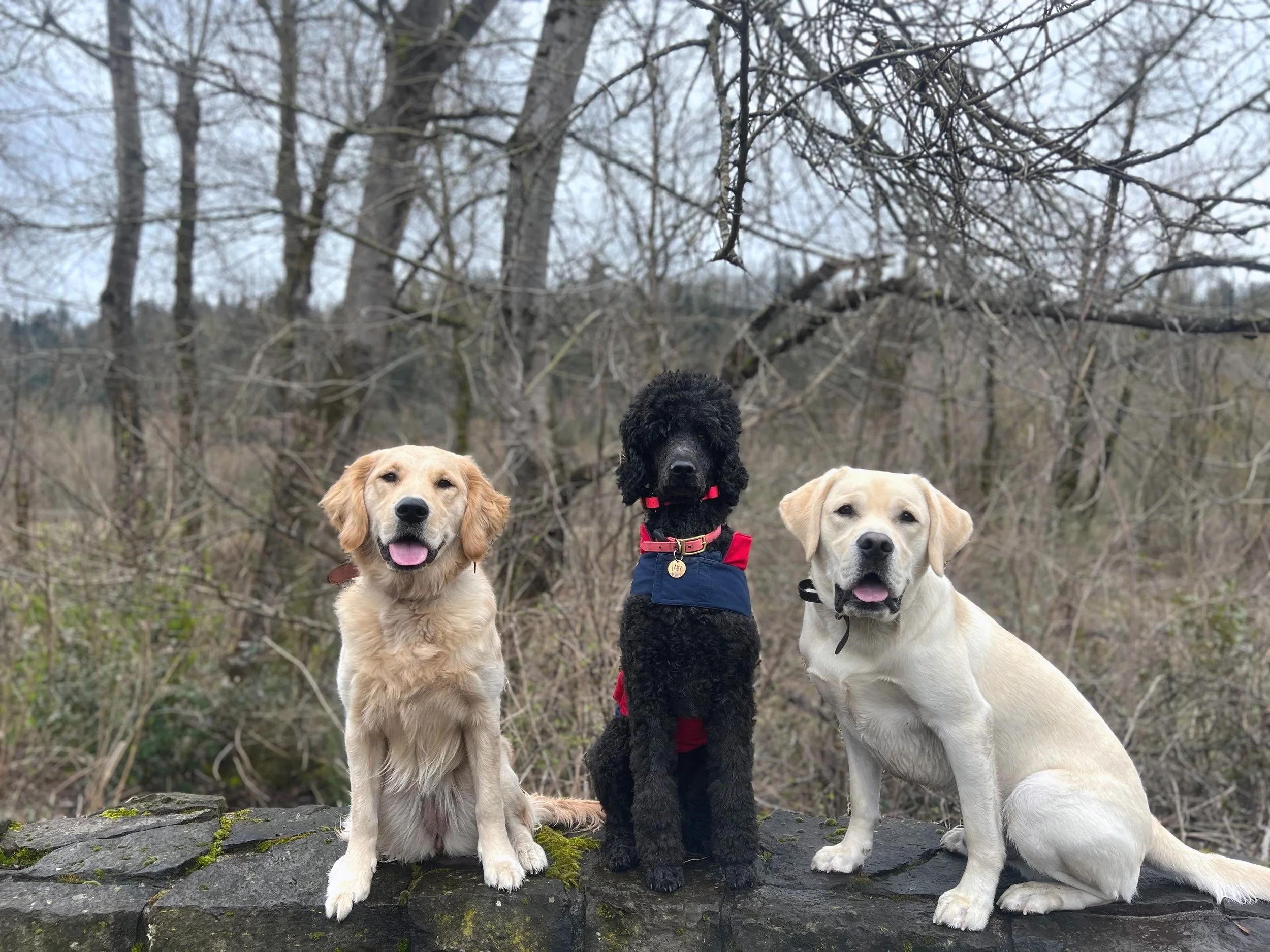 Services — Wildside Canine