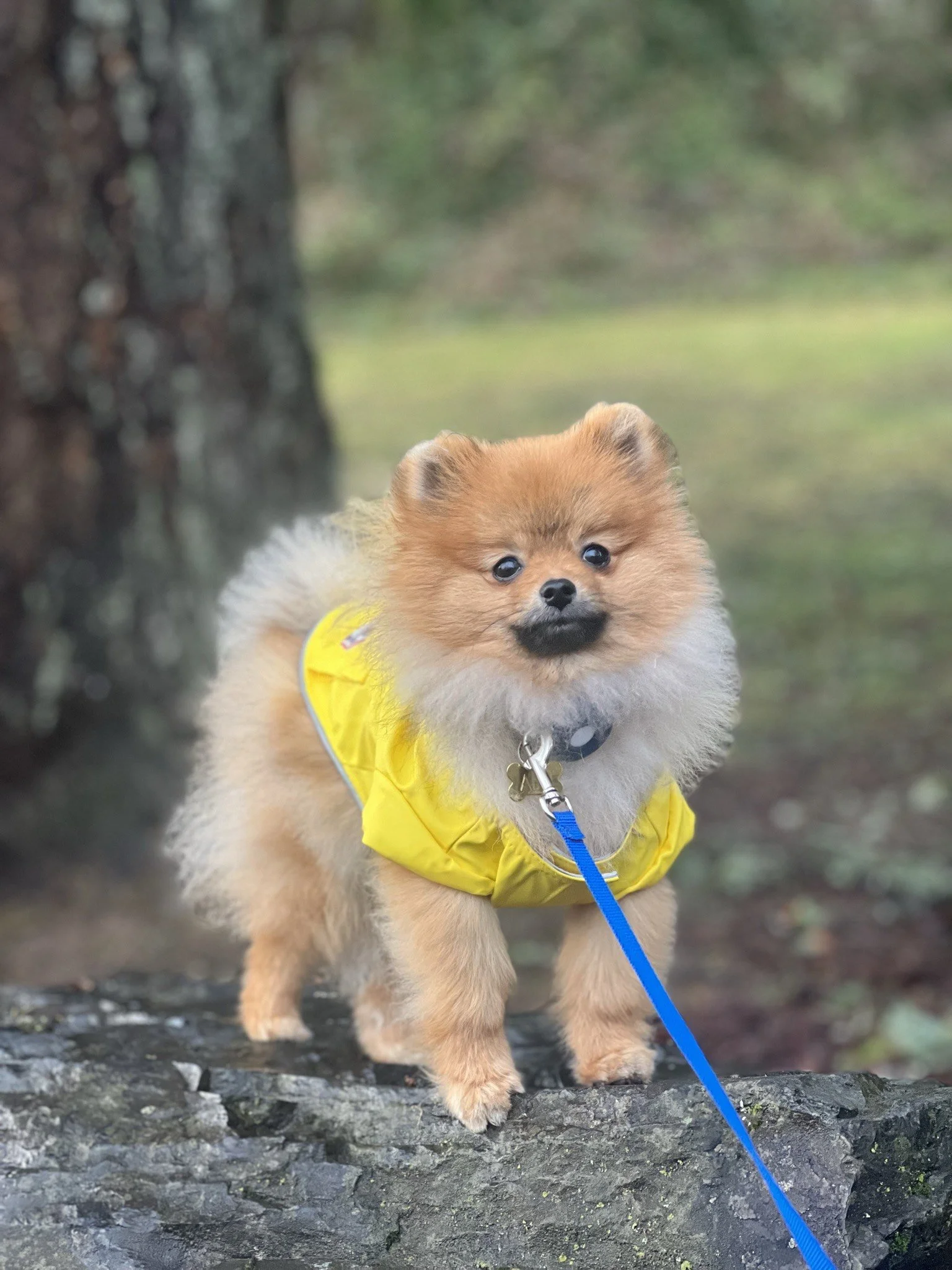 Services — Wildside Canine