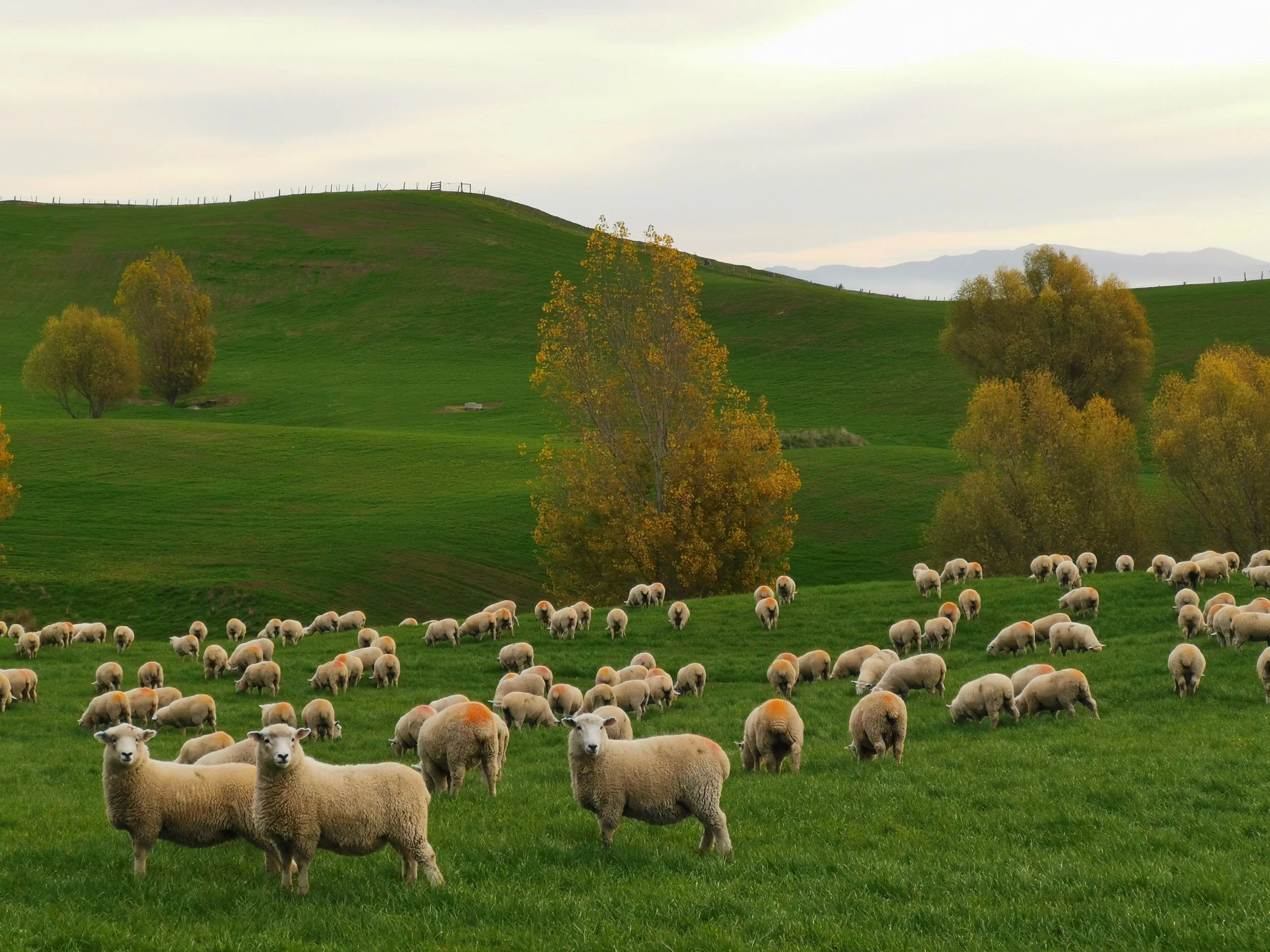 Breeding Strategy — Arahura Sheep Genetics
