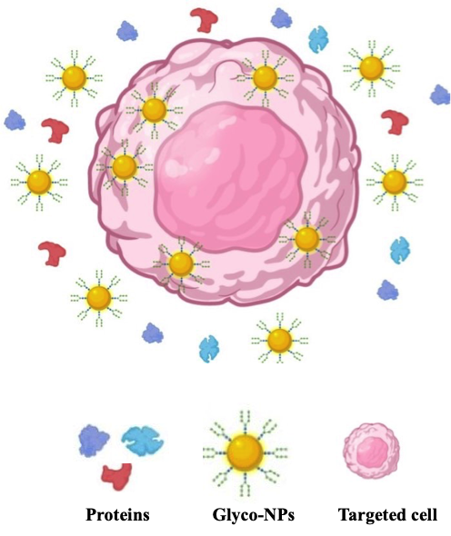 Sweet Nanoparticles Could Help Improving Cancer Targeting — Start ...