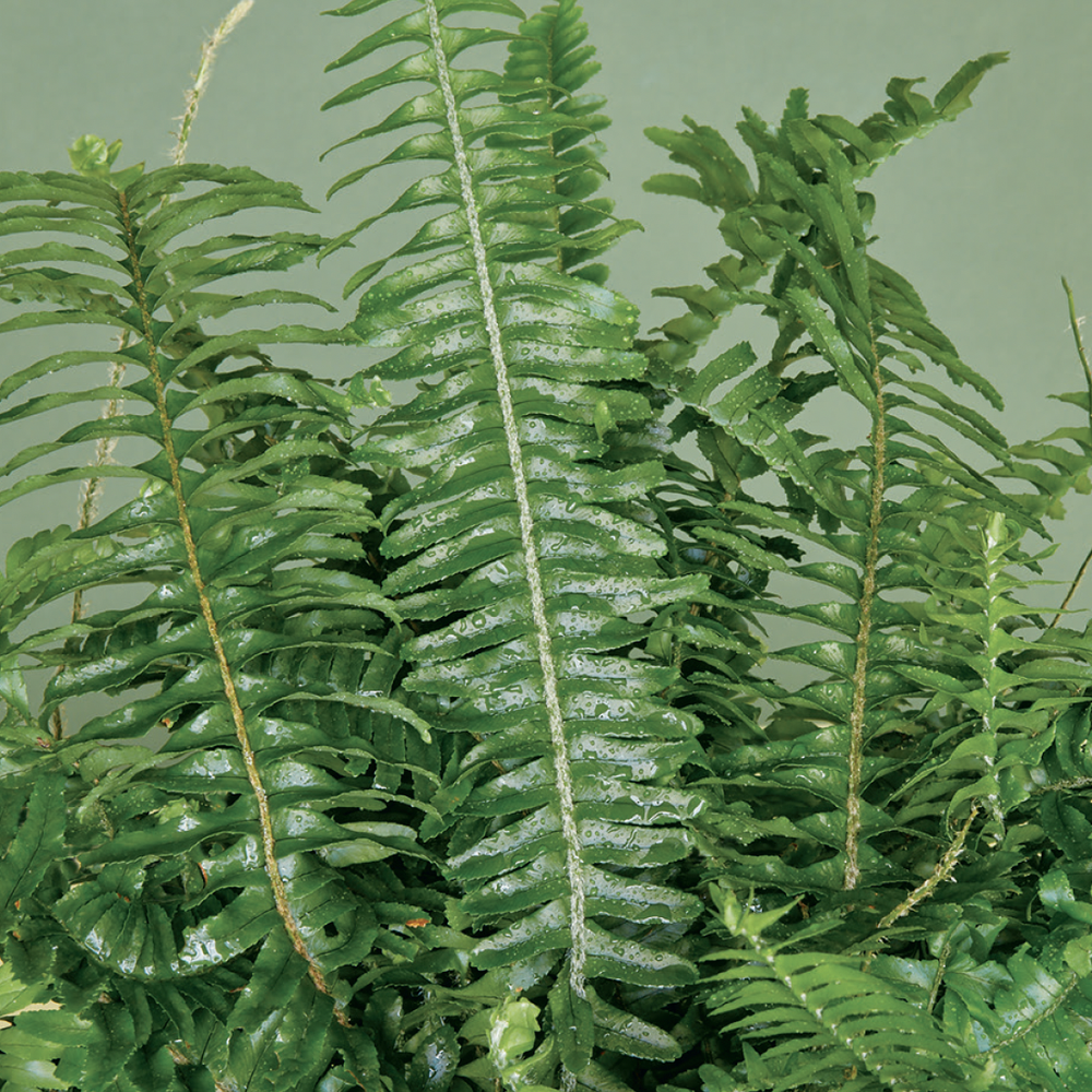 Current Boxes | Indoor Plant Subscription Box | Free Nationwide ...