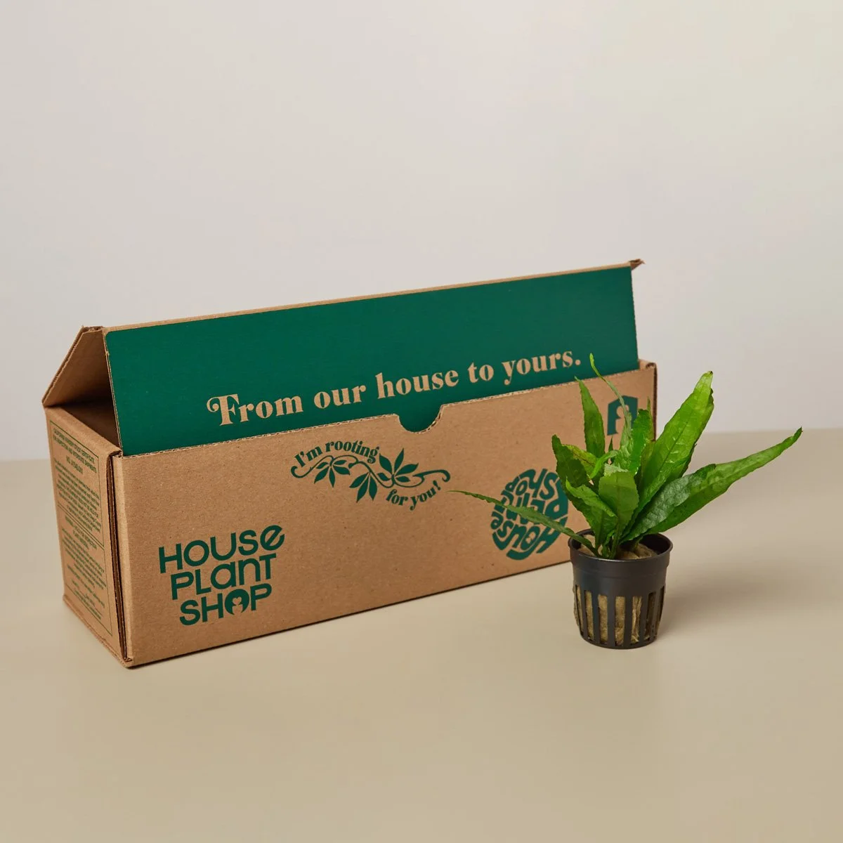 Current Boxes | Indoor Plant Subscription Box | Free Nationwide ...