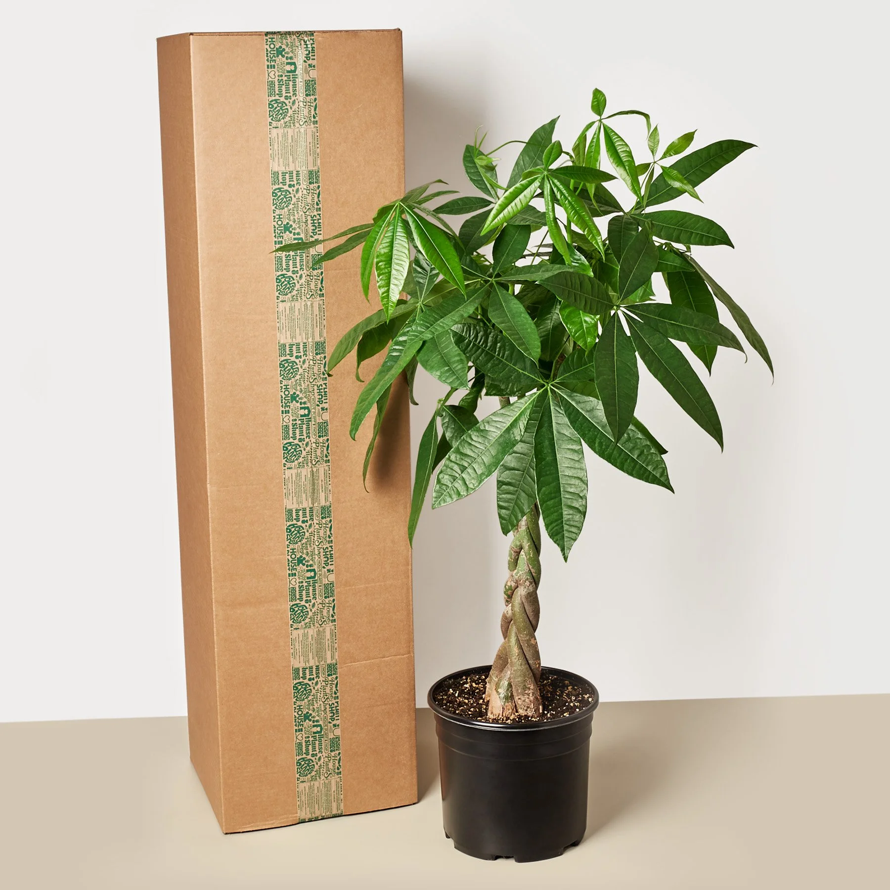 10" Indoor Plant Box — houseplantbox.com
