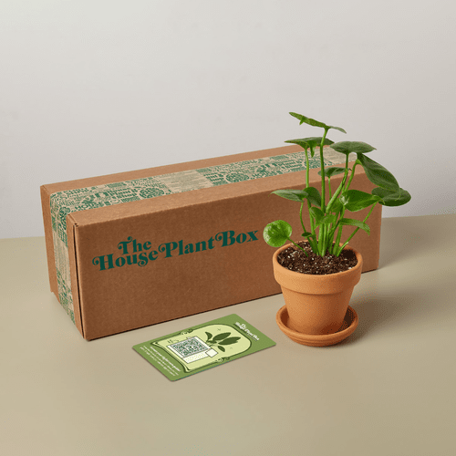 Current Boxes | Indoor Plant Subscription Box | Free Nationwide ...