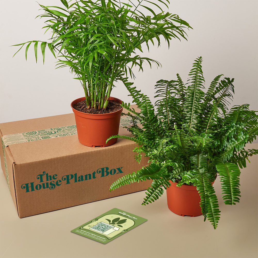 Premium House Plant Box — houseplantbox.com