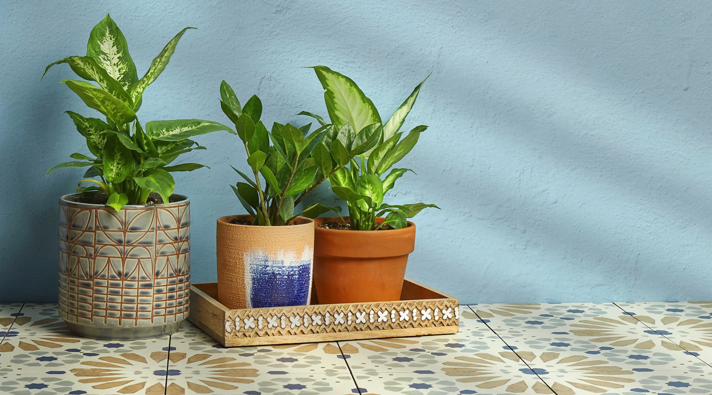 House Plant Box | Indoor Plant Subscription Box | Free Nationwide Delivery