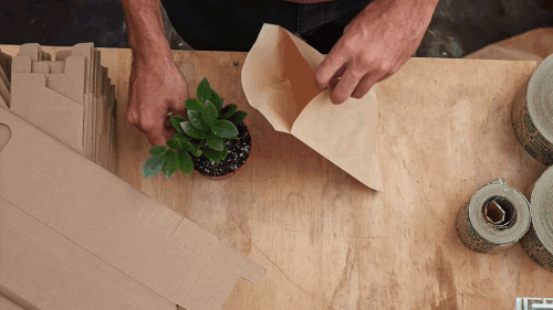 House Plant Box starting at $15 | Indoor Plant Subscription Box | Free ...