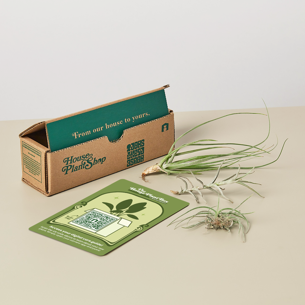 Air Plant Box — houseplantbox.com