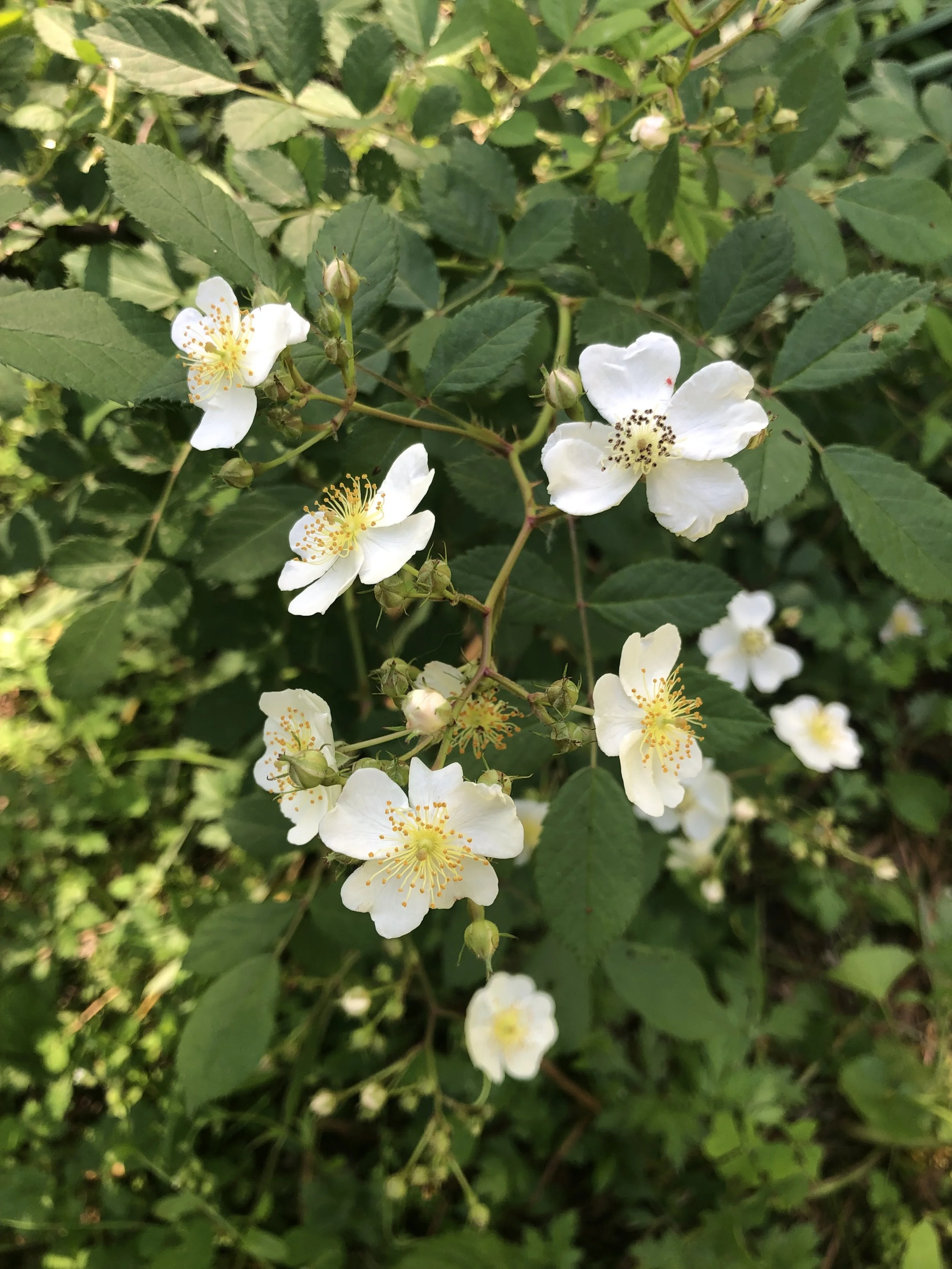 Wild Rose — Southern Kokua