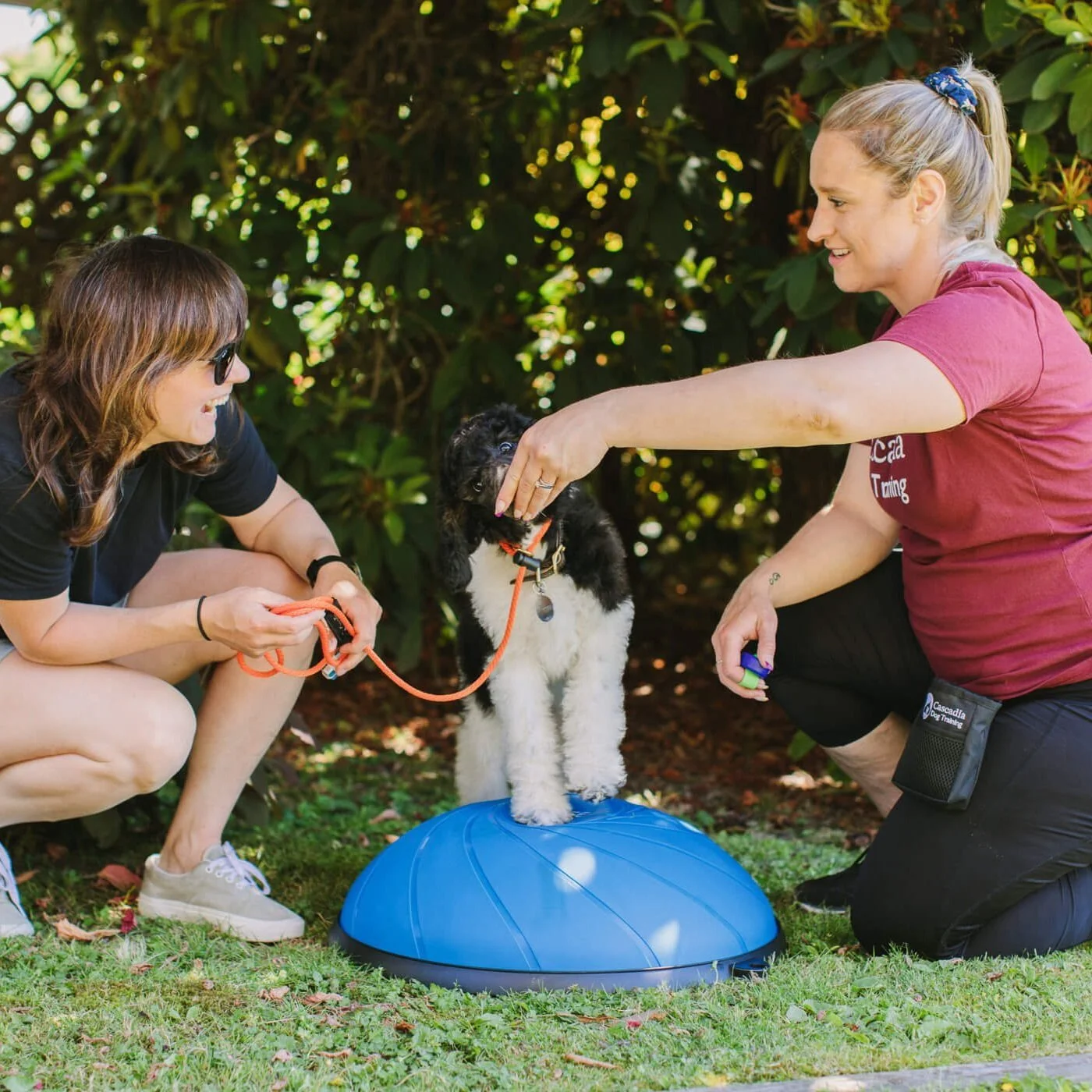 Dog training programs in North Van — Cascadia Dog Training